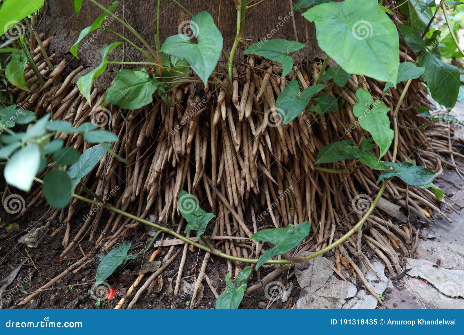Royal Palms Tree Dense Roots Pattern. Royalty-Free Stock Photography ...