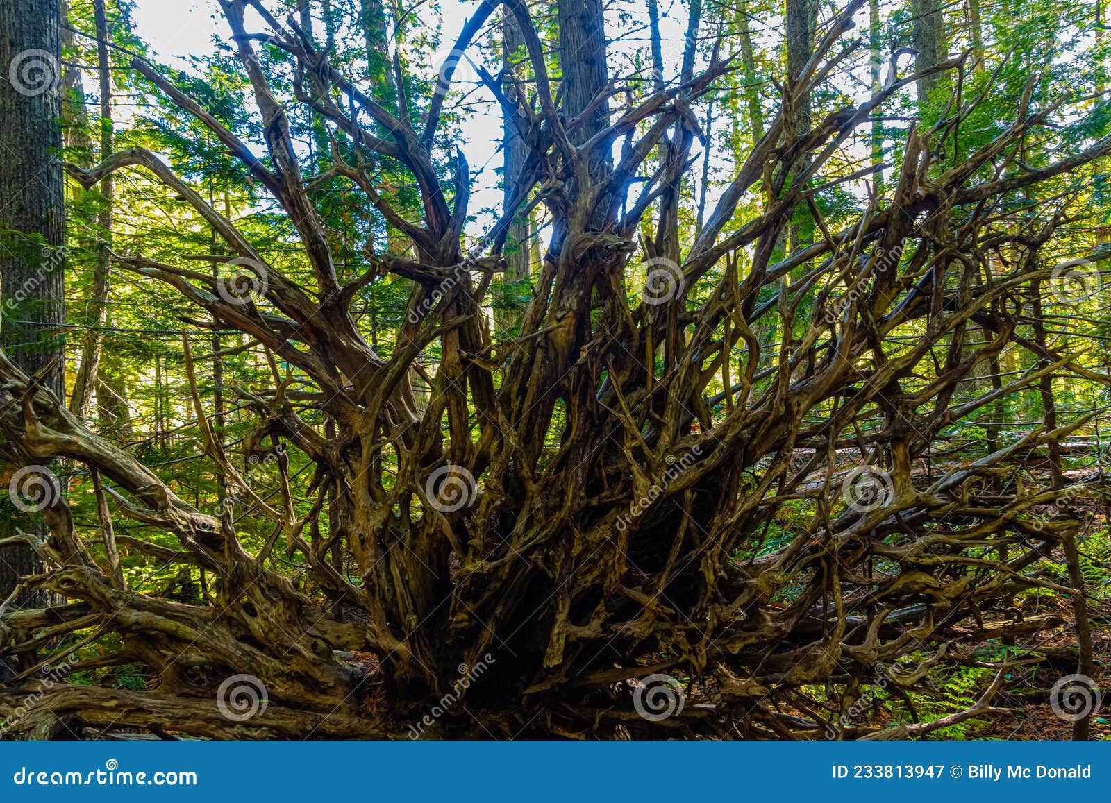 Bottom of Roots Structure from Downed Tree Stock Image - Image of ...