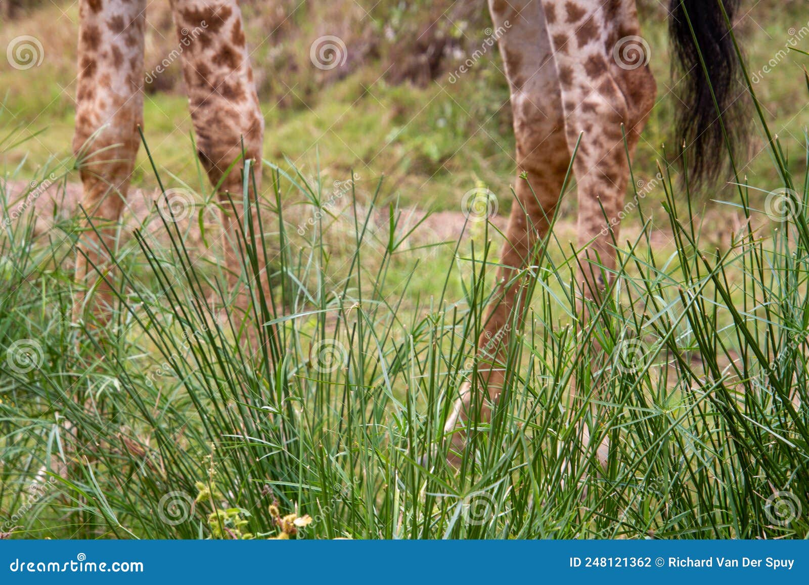 The Legs of a Giraffe Isolated in the Grass Stock Photo - Image of ...