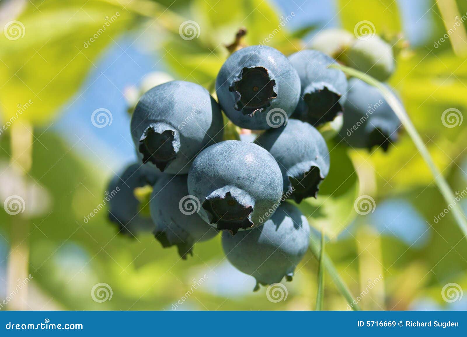 Bottom Side of Blueberries stock image. Image of harvest - 5716669