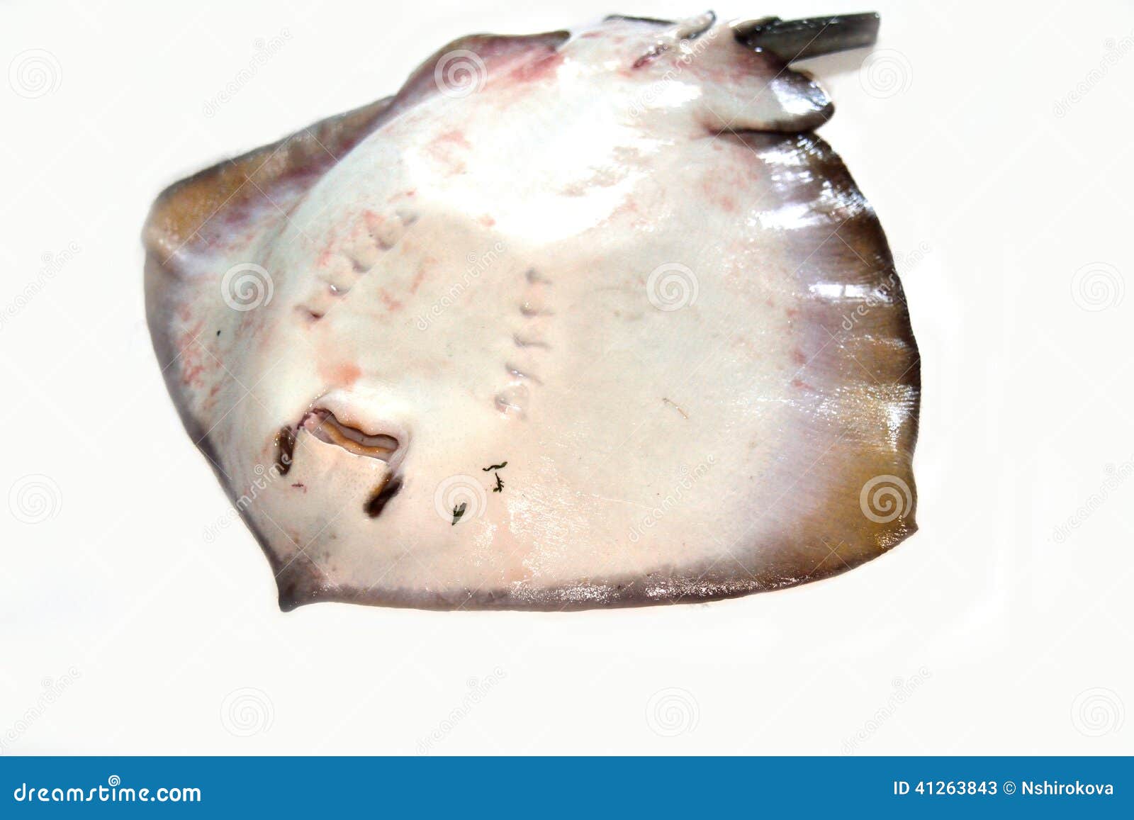 Bottom Side of the Common Stingway Stock Image - Image of atlantic ...