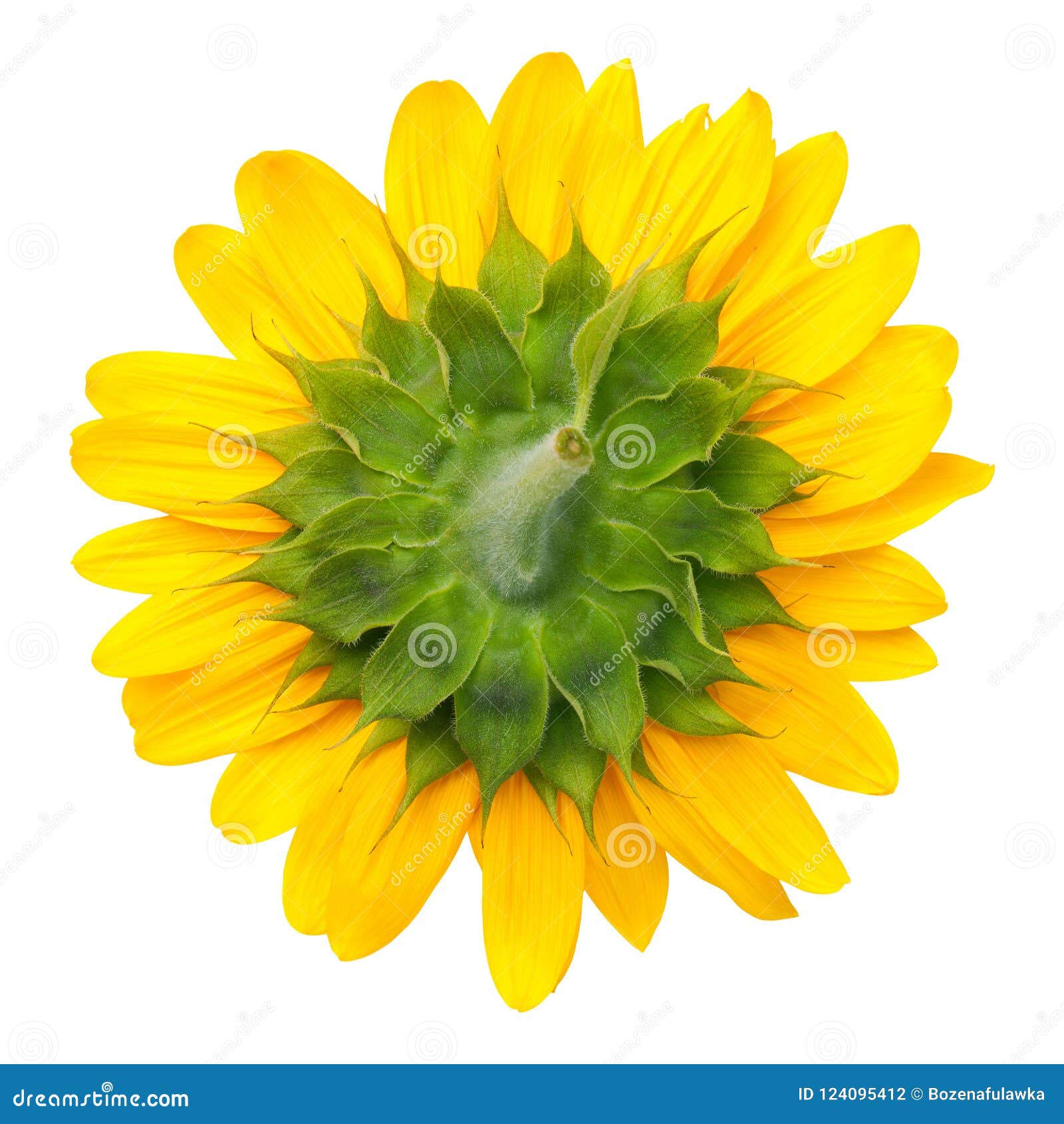 The Bottom of Sunflower Isolated on White Background Stock Photo ...
