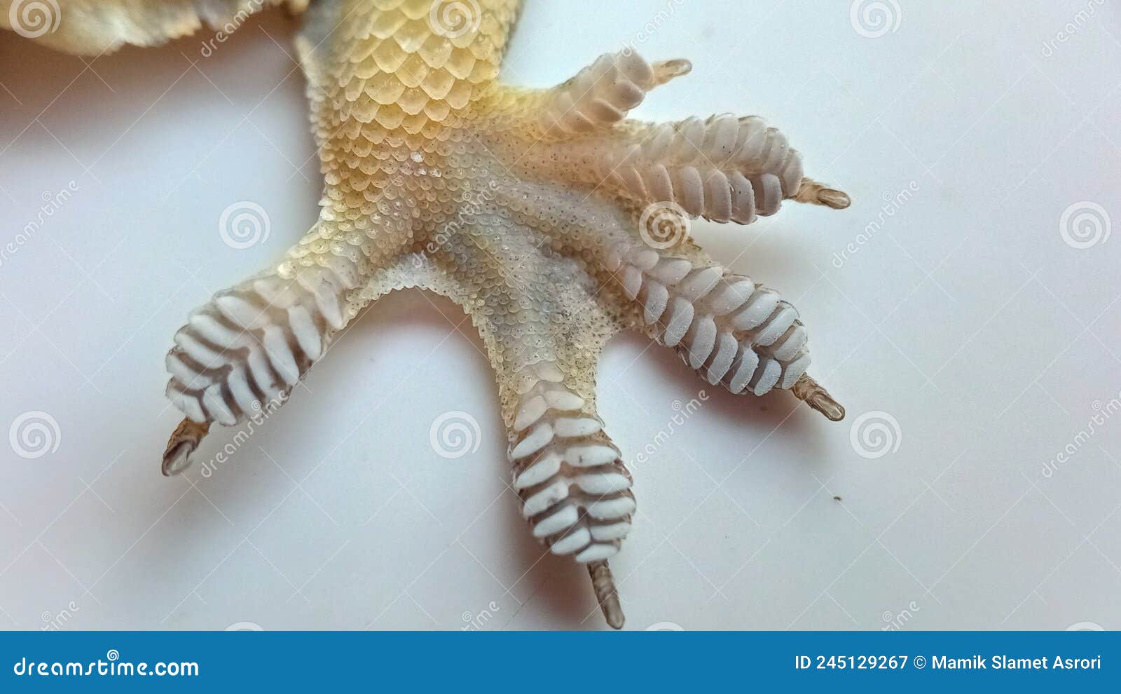 The Bottom Surface of House Lizard`s Foot Stock Image - Image of head ...