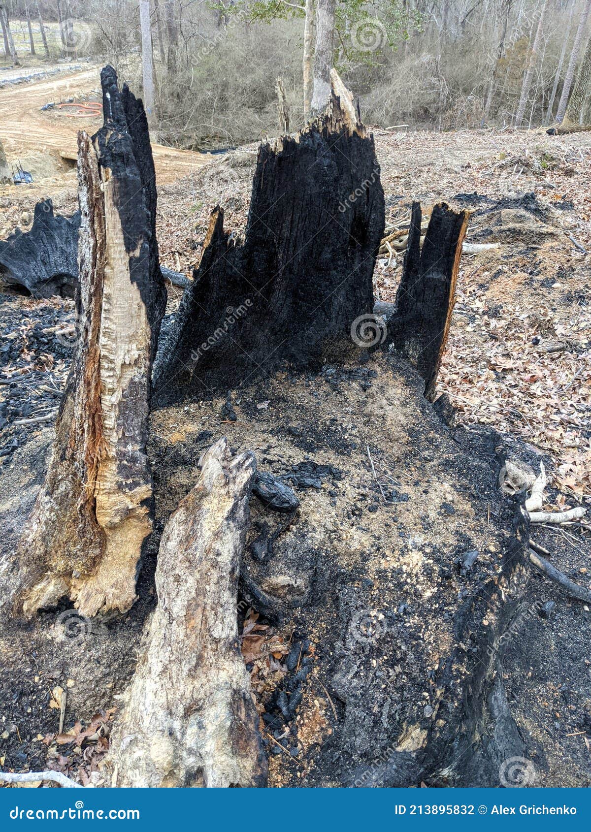 Bottom, Survived Part of Very Old and Big Oak Tree Burned in Fire Stock ...