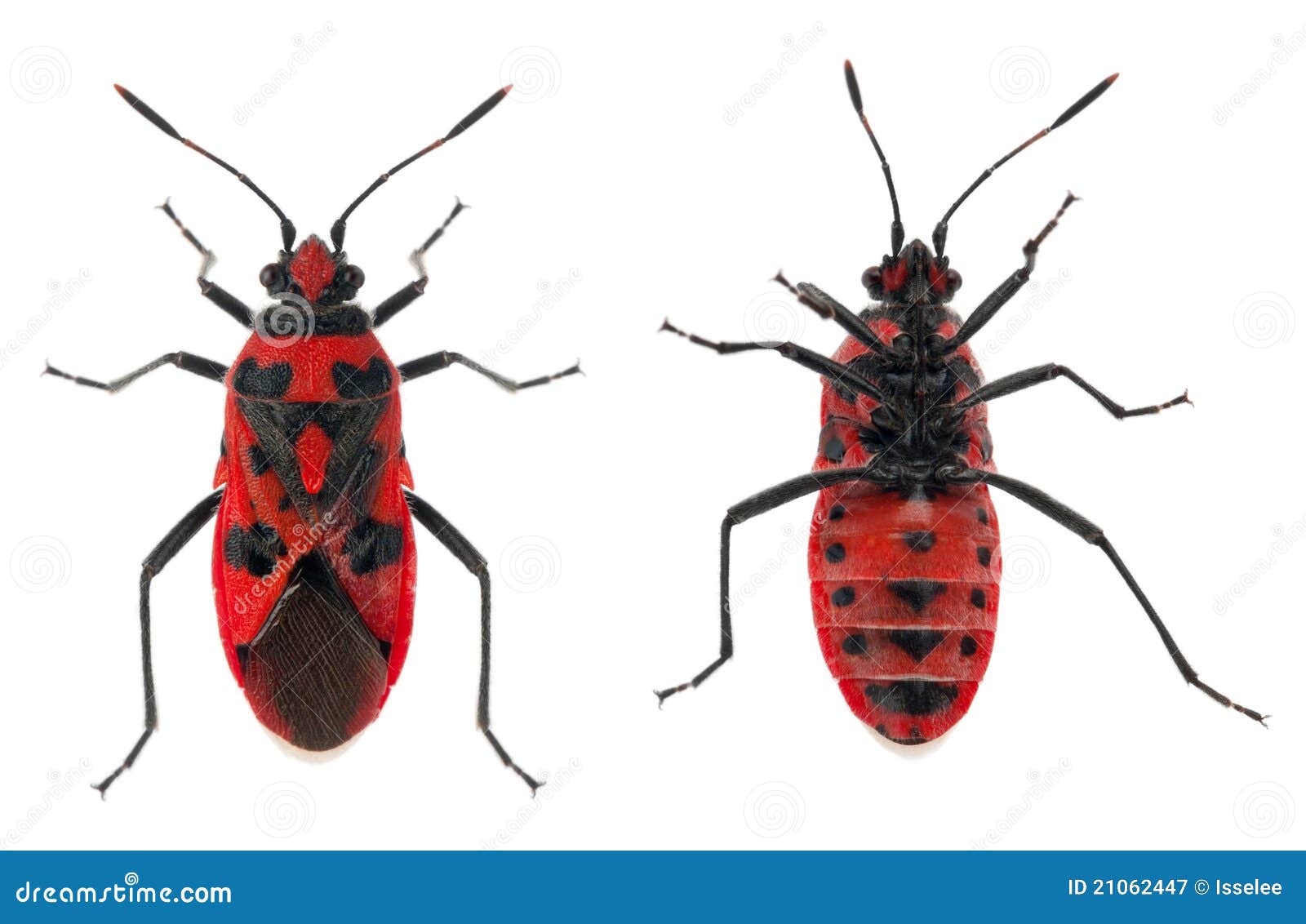 Bottom and Top Views of Scentless Plant Bug Stock Image - Image of ...