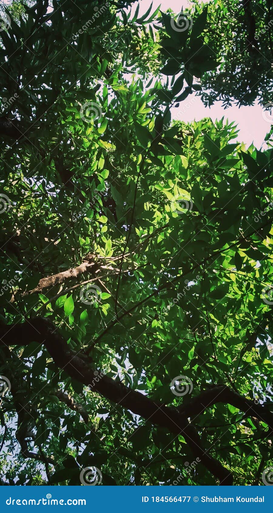 Bottom Tree Branch and Leaves View Image Stock Image - Image of tree ...