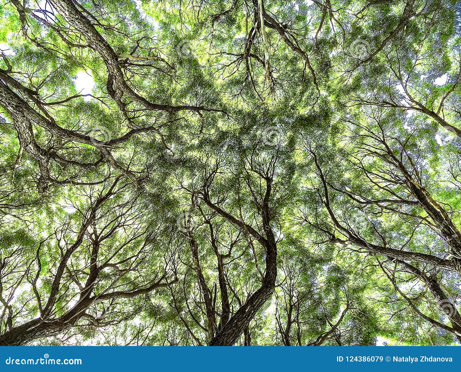 The Bottom Tree Branch, Tree Trunks Out of the Earth, Background Stock ...