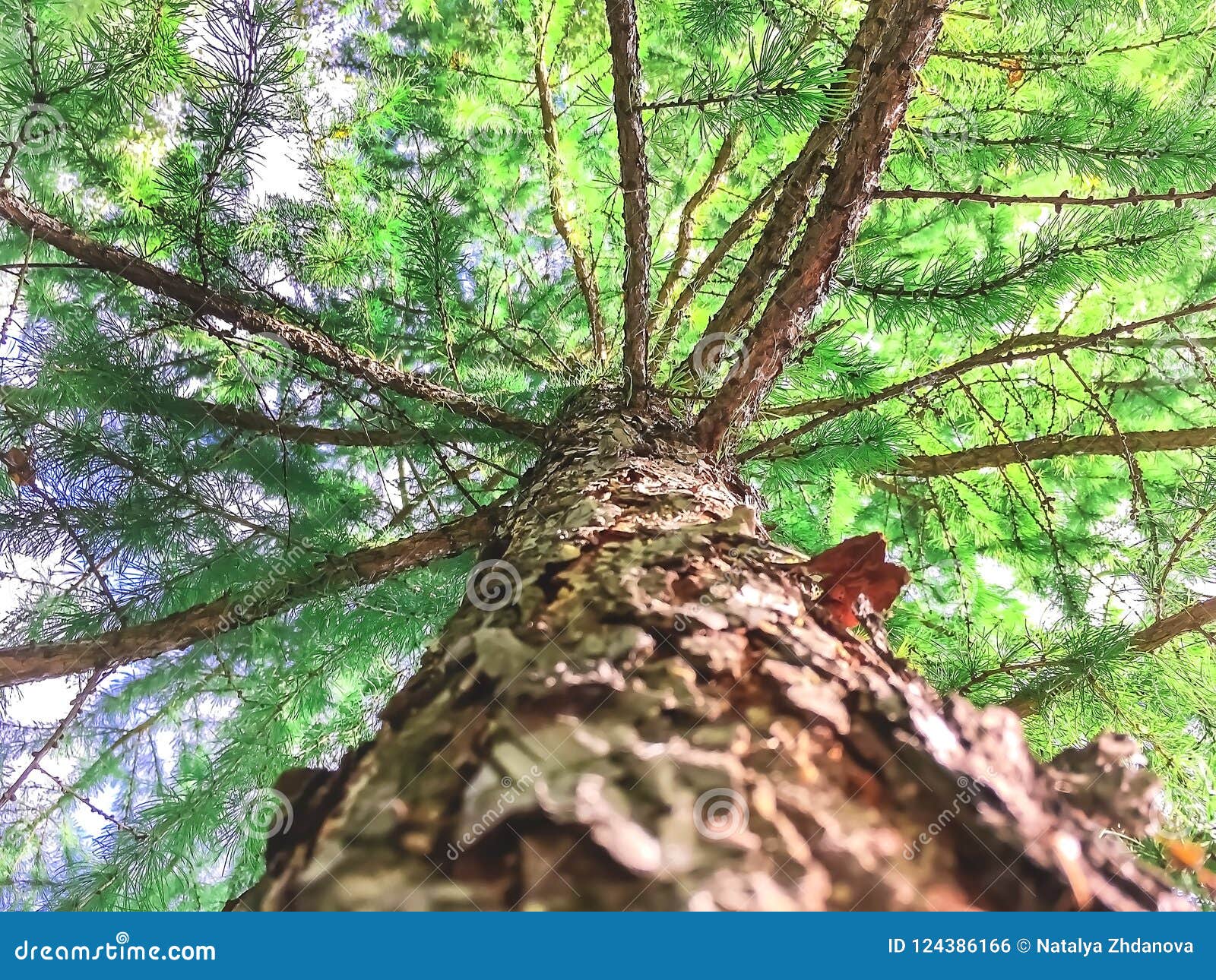 The Bottom Tree Branch, Tree Trunks Out of the Earth, Background Stock ...