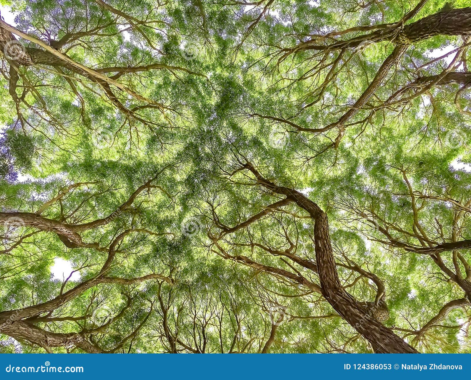 The Bottom Tree Branch, Tree Trunks Out of the Earth, Background Stock ...