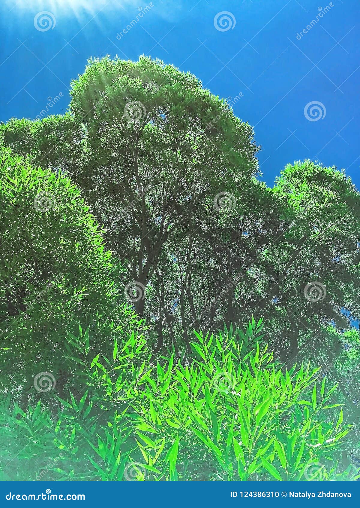 The Bottom Tree Branch, Tree Trunks Out of the Earth, Background Stock ...