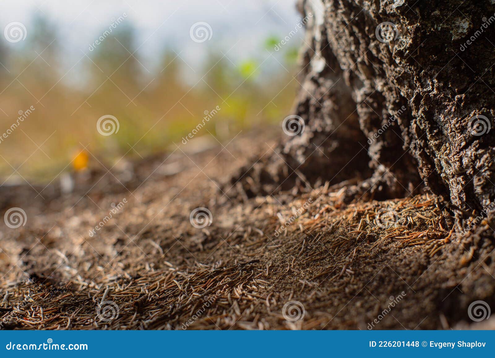 Bottom of a Tree at the Edge of a Forest on a Sunny Summer Day Stock ...