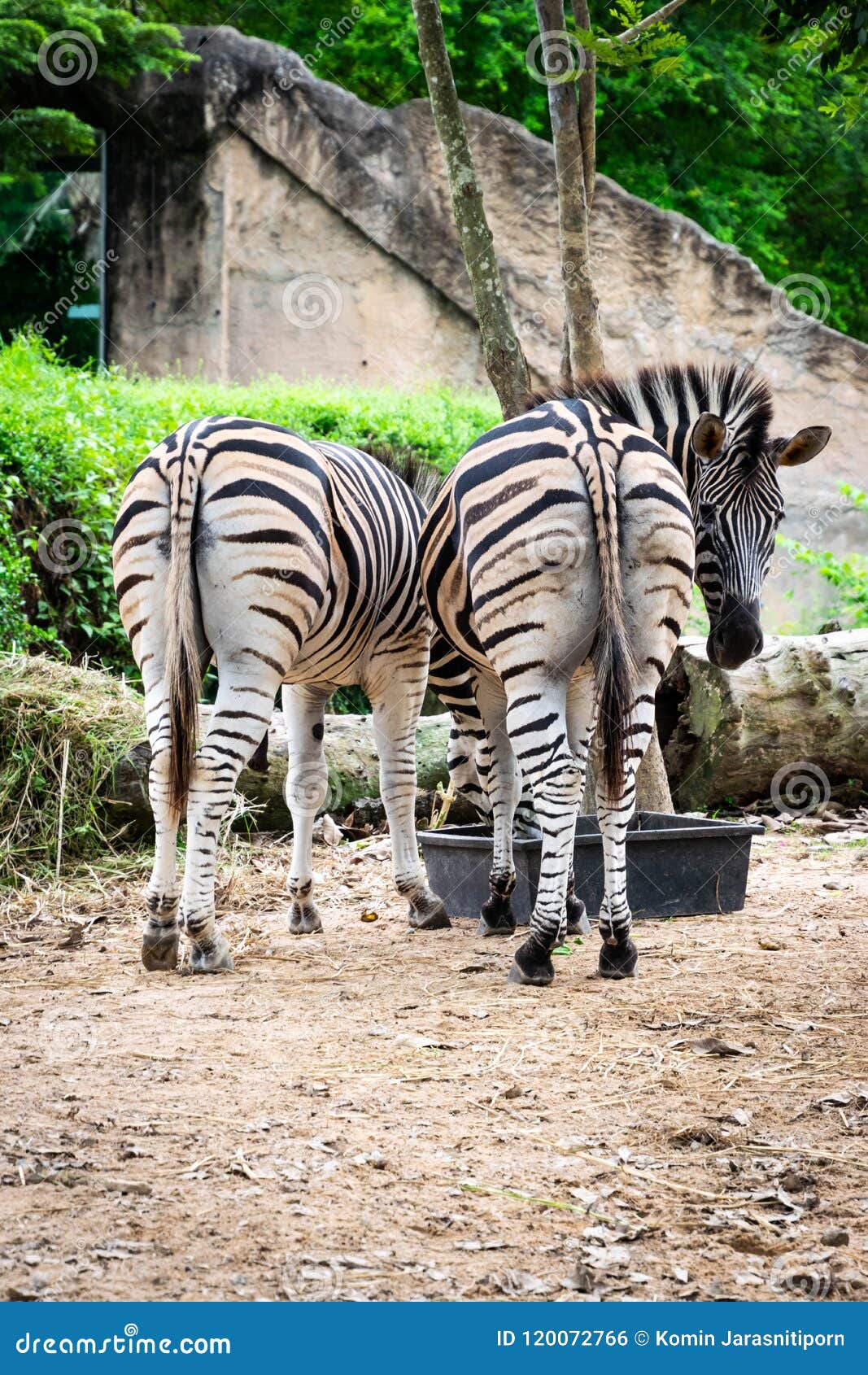 Zebra`s buttocks stock photo. Image of mammal, bottom - 120072766