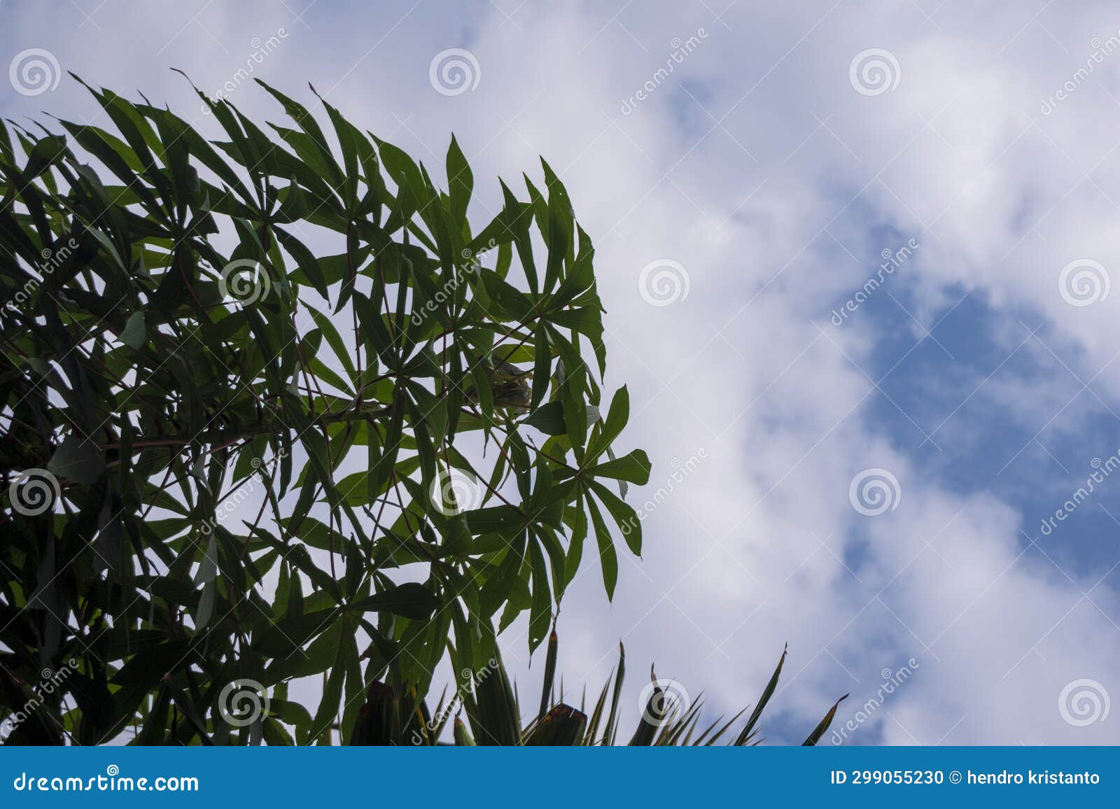 Bottom Up View of Chaya Tree with Cloudy Sky Stock Photo - Image of ...