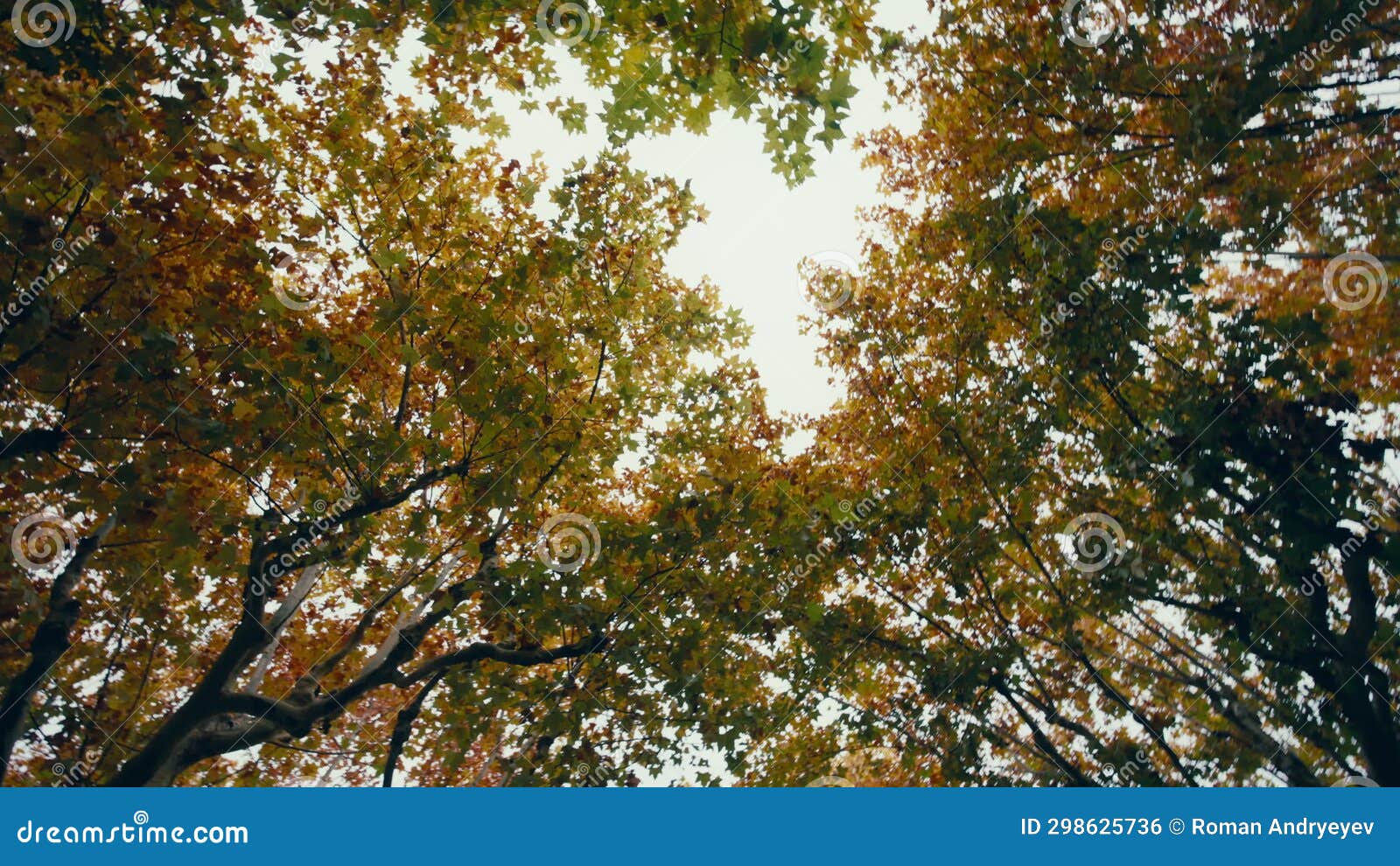 Bottom Up View of Fall Trees Dizziness Concept. Camera Spin Around ...