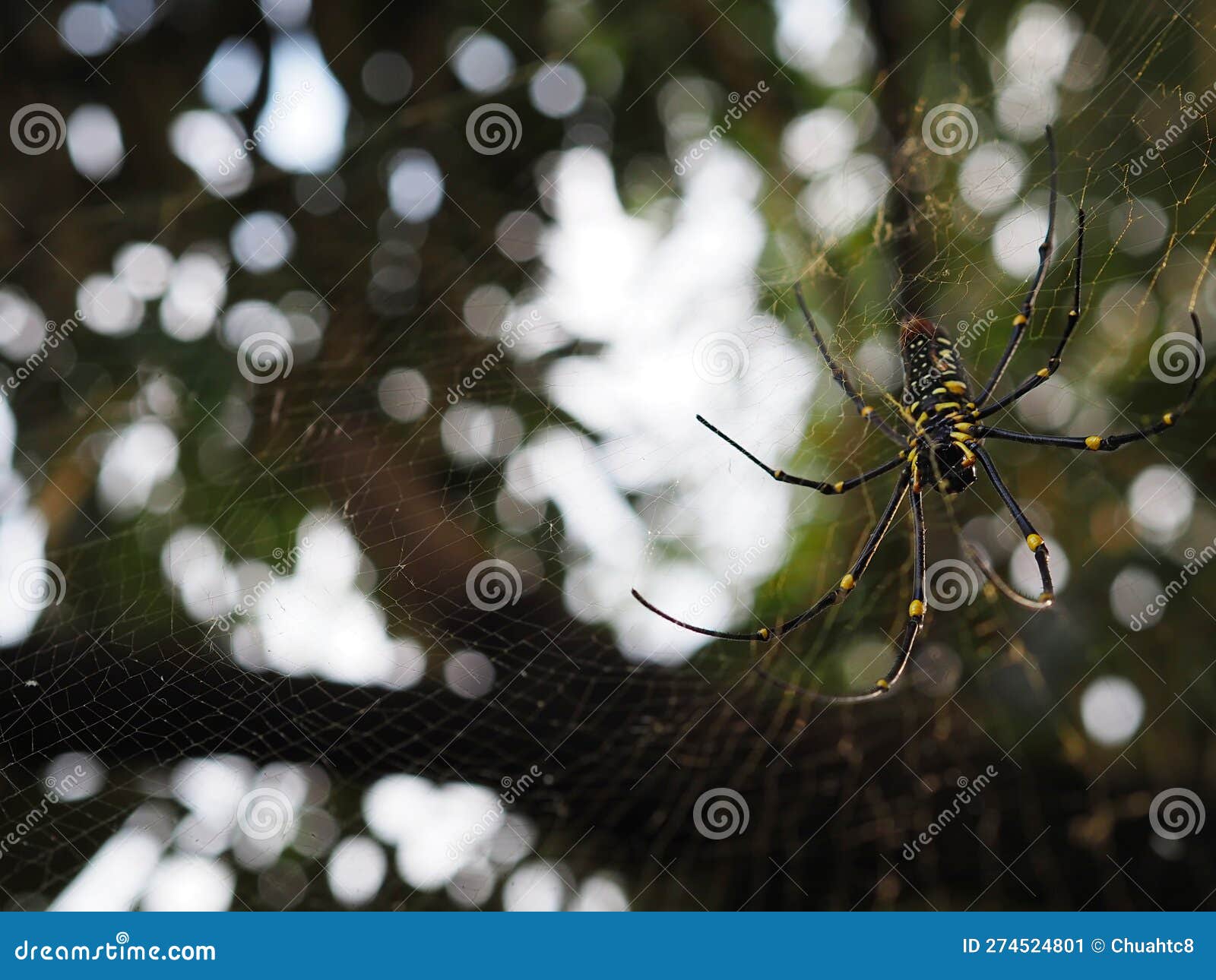 Bottom-up View of a Giant Golden Orb Weaver Spider Stock Image - Image ...