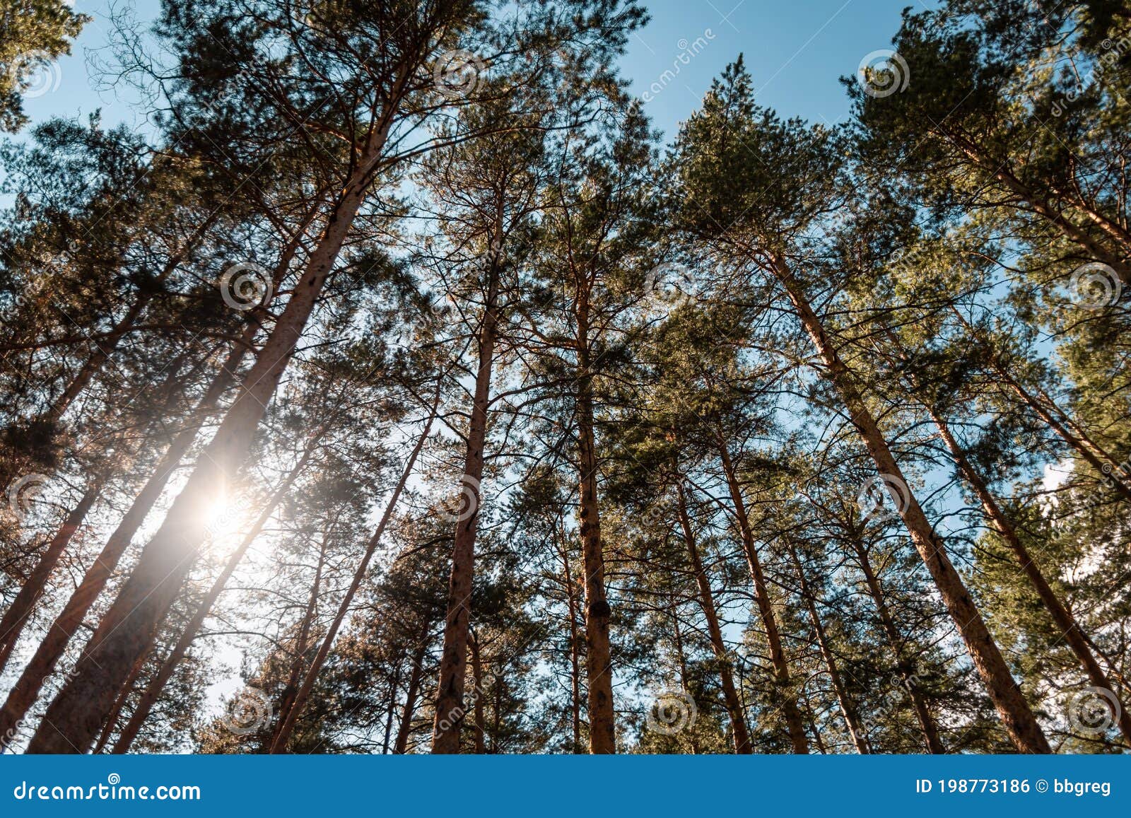 Bottom Up View of the Pine Forest, Treetops, Summer Landscape Stock ...