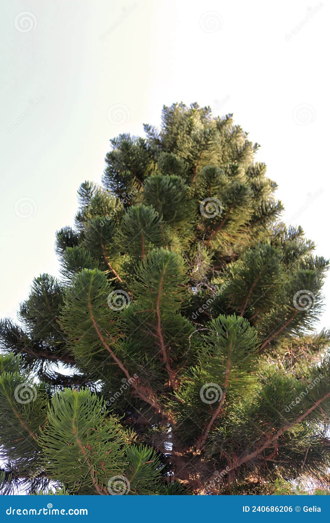 Bottom Up View of a Pine Tree in Israel Stock Photo - Image of israel ...
