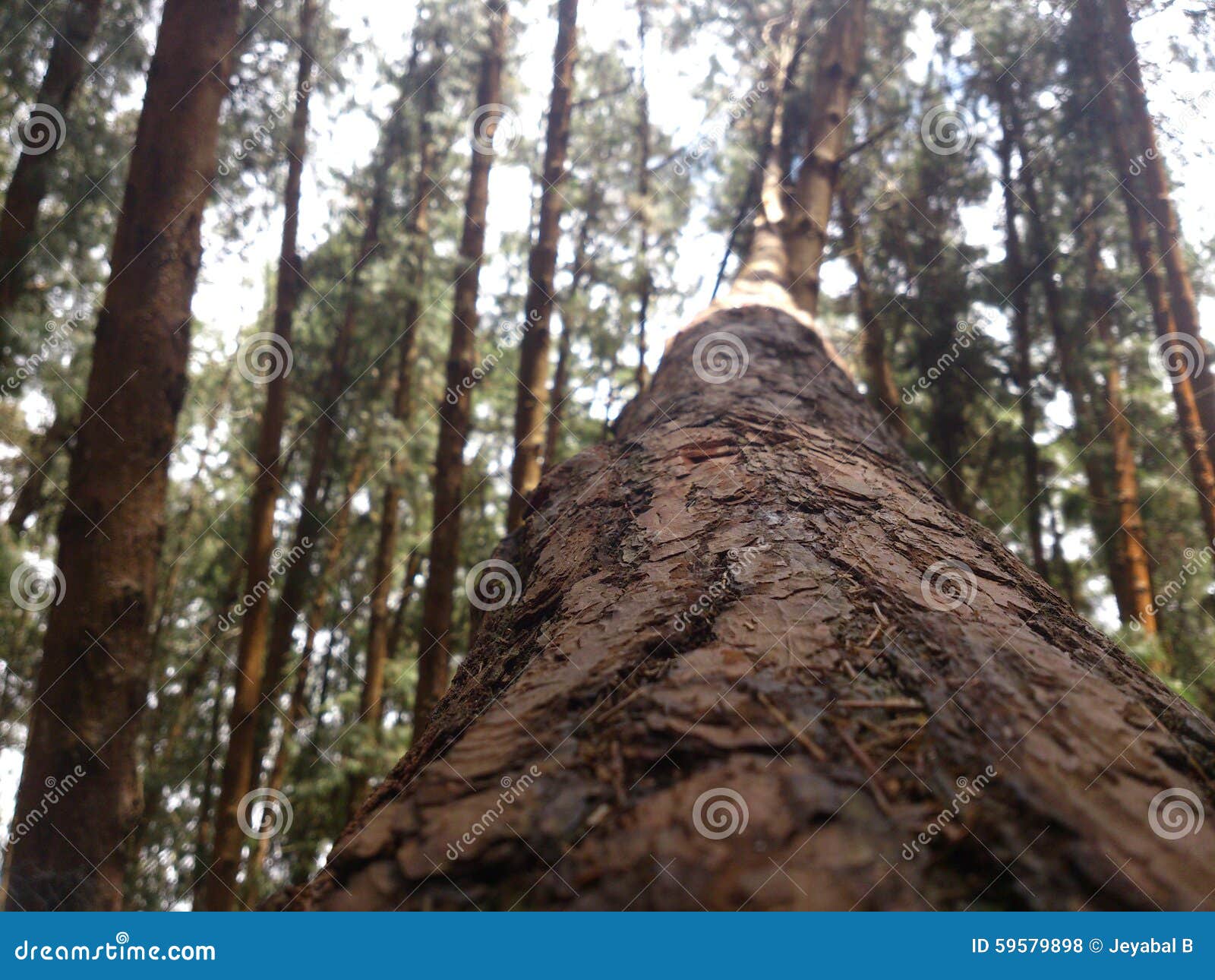 Bottom Up stock photo. Image of forest, nature, bottom - 59579898