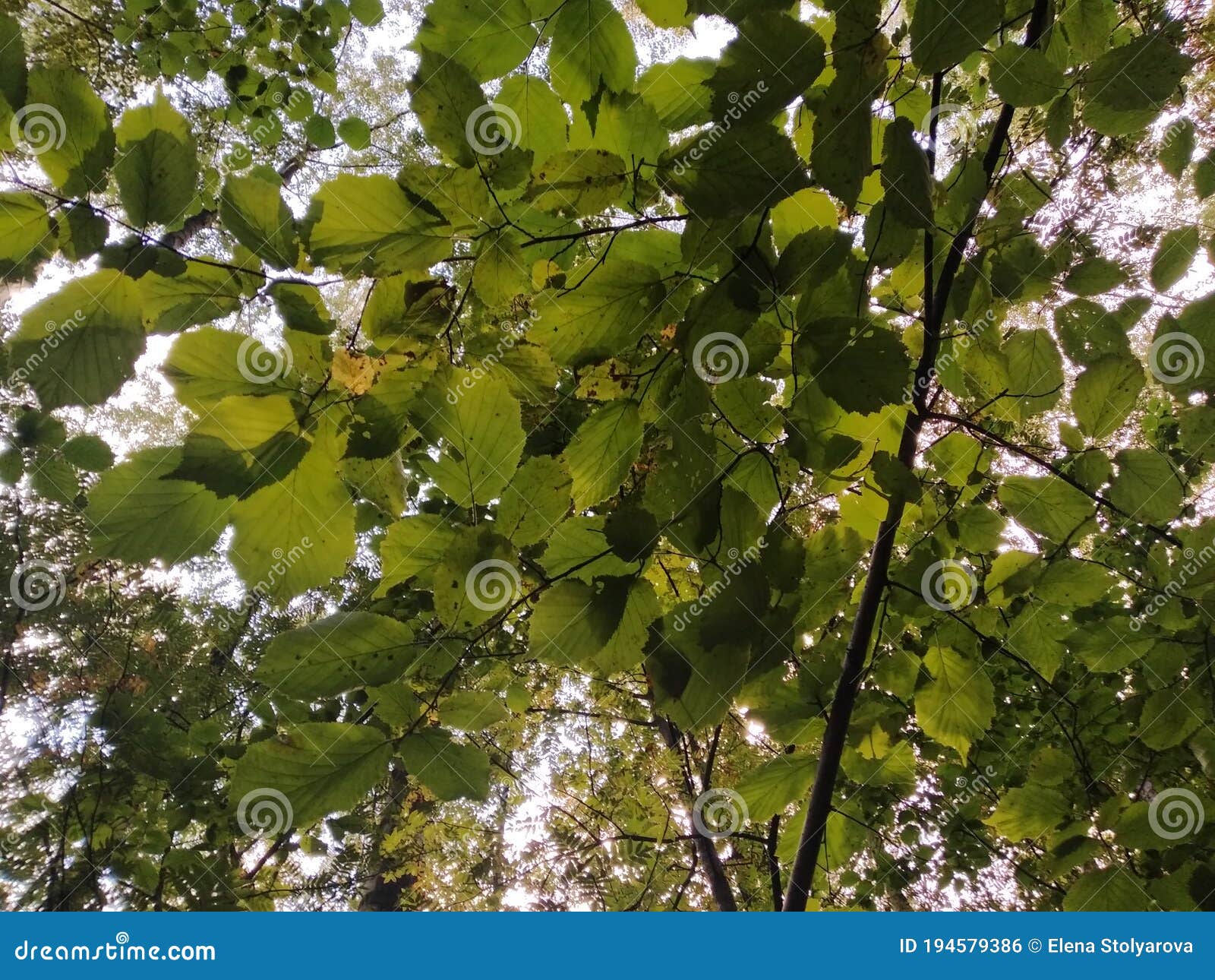 A Tree Branch with Sunlit Leaves Stock Photo - Image of tree, shadow ...