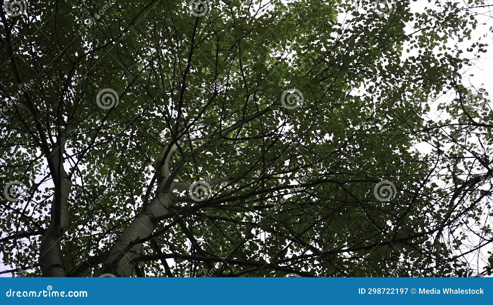 Bottom View of Beautiful Crown of Green Tree. Clip. Rustle of Green ...