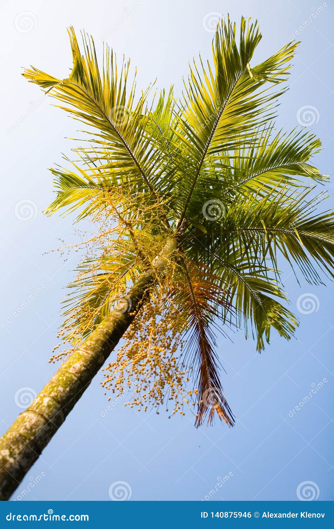 Bottom View on a Beautiful Palm Tree Against the Sky Stock Photo ...