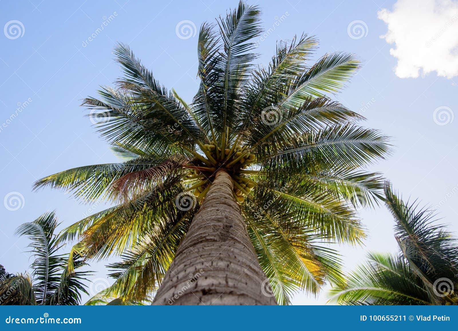 Bottom View of a Beautiful Palm Tree with Blue Sky Stock Image - Image ...