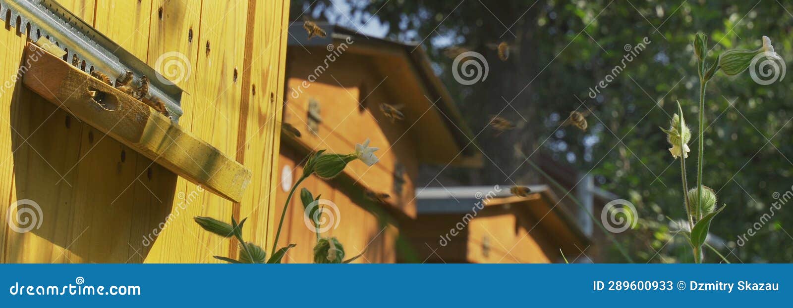 Bottom View of the Beehive in the Garden. Bees Fly in and Out of the ...