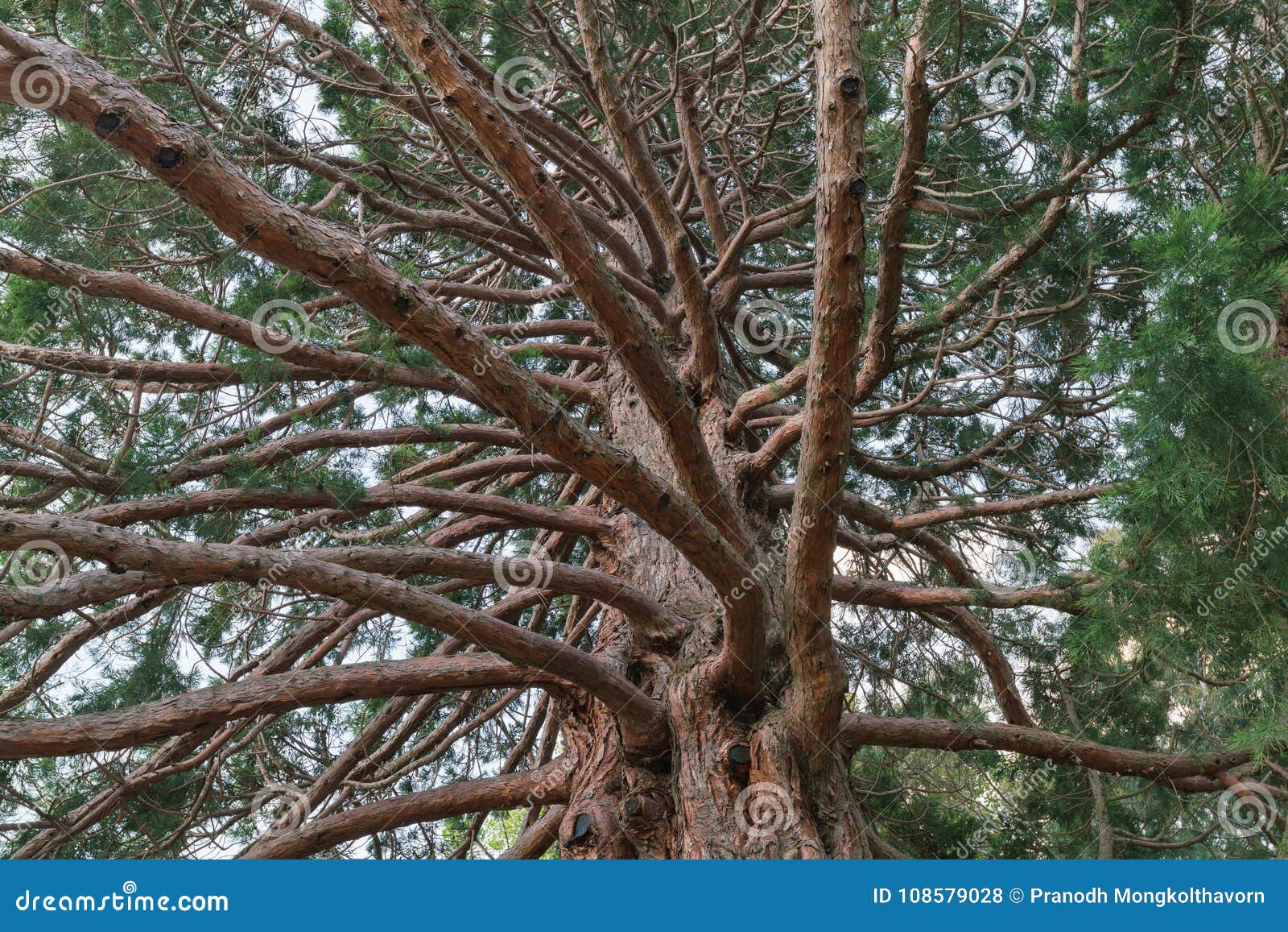 Bottom View Big Tall Pine Tree in Forest Stock Photo - Image of ...