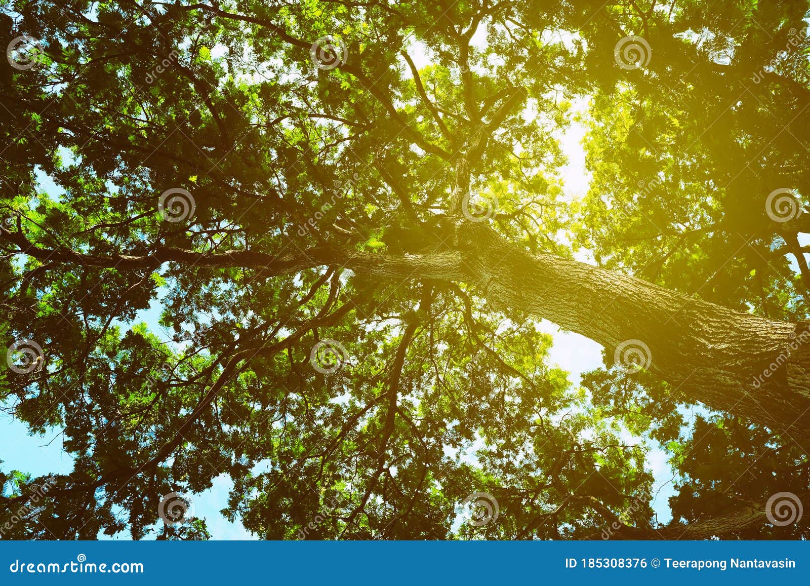 Bottom View of Big Tree Background with Light Leak. Stock Photo - Image ...