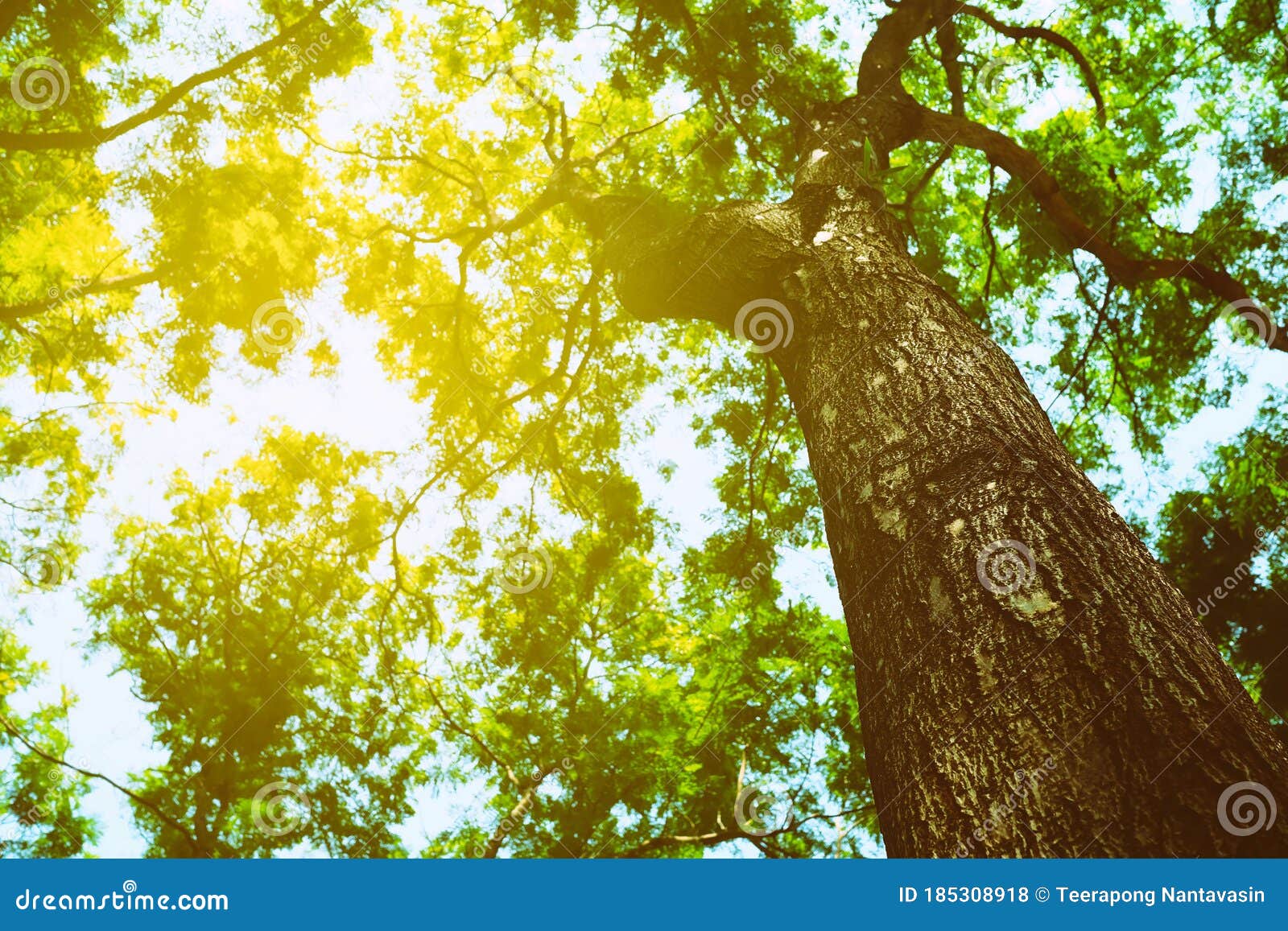 Bottom View of Big Tree Background with Light Leak. Stock Photo - Image ...