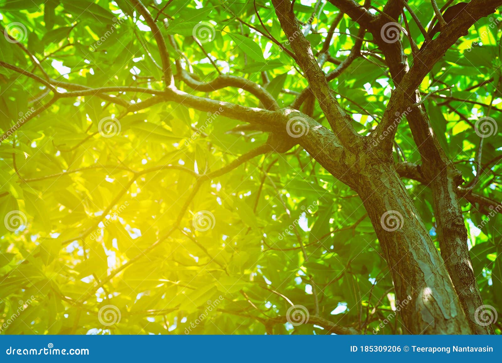 Bottom View of Big Tree Background with Light Leak. Stock Photo - Image ...