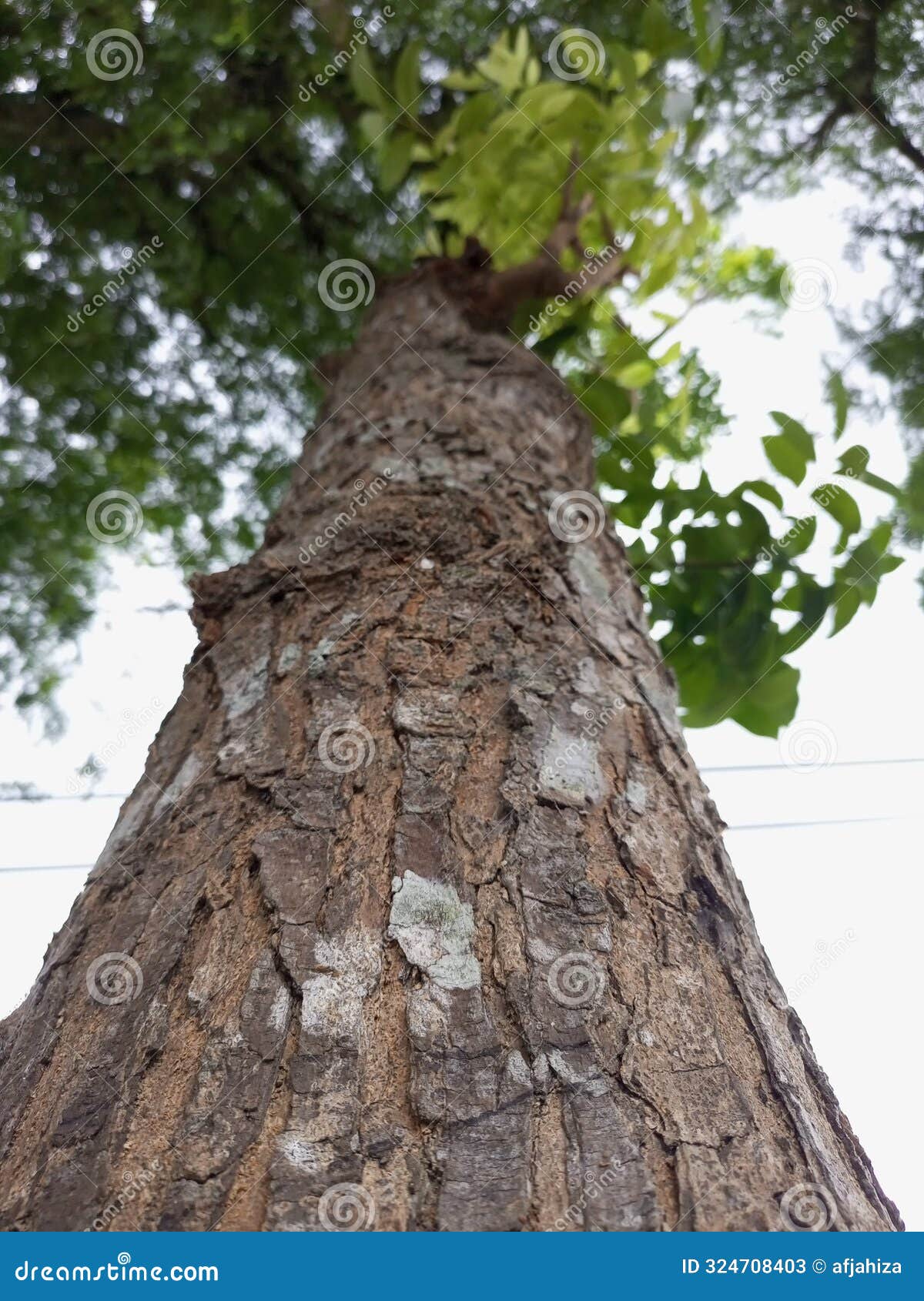 The Bottom View of the Big Tree is Blurred, Sonokeling Tree Stock Image ...