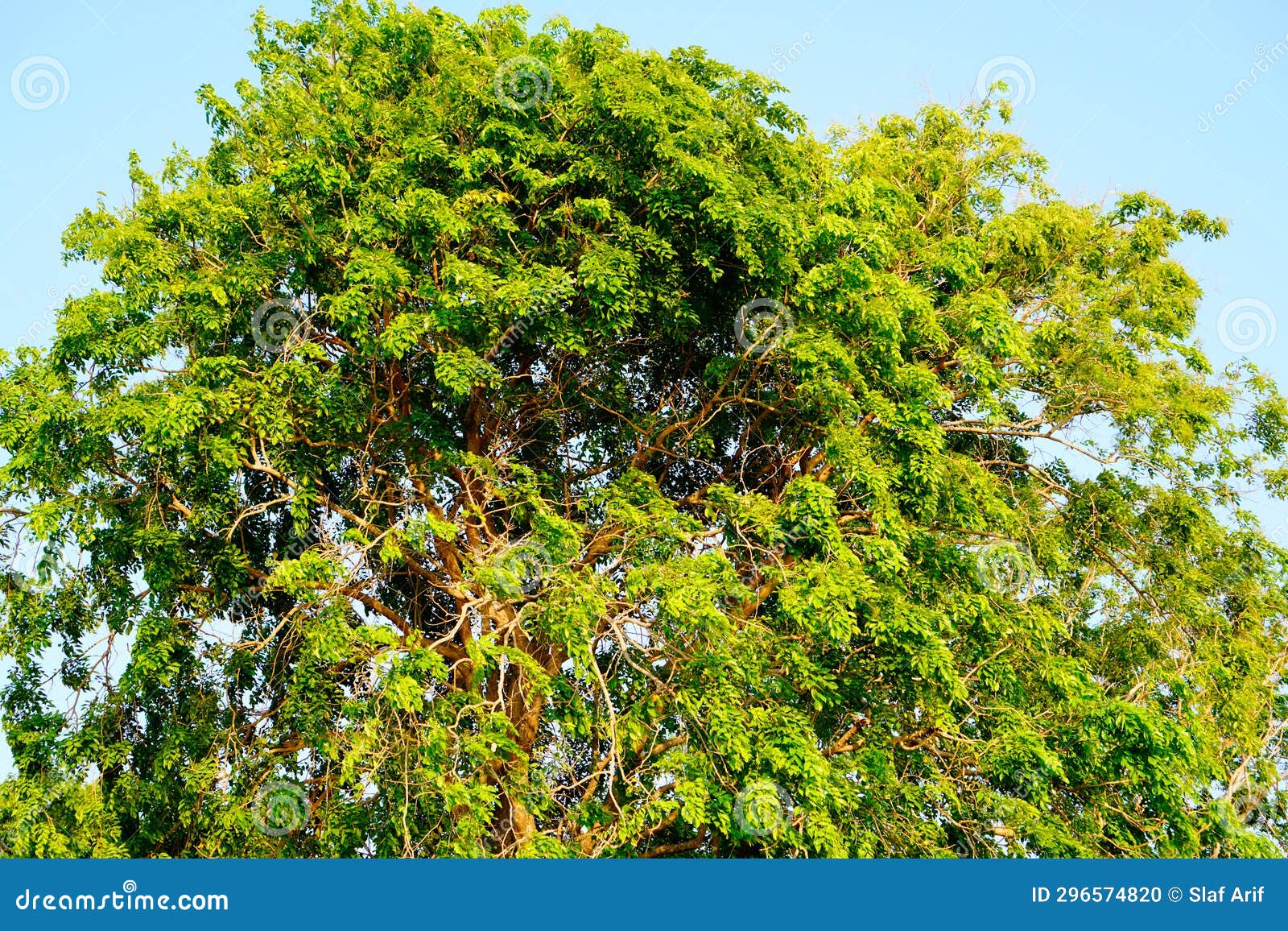 Bottom View of a Big Tree Facing the Sky. Stock Photo - Image of ...