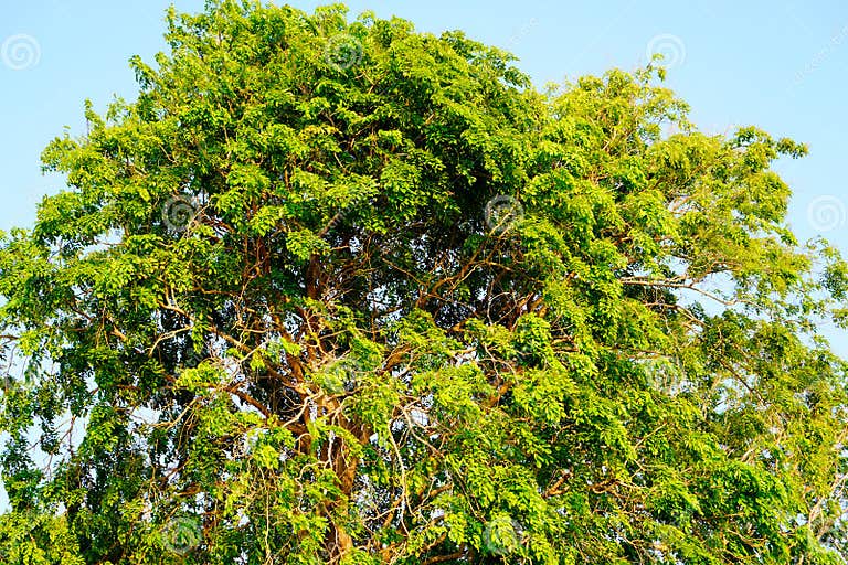 Bottom View of a Big Tree Facing the Sky. Stock Photo - Image of ...