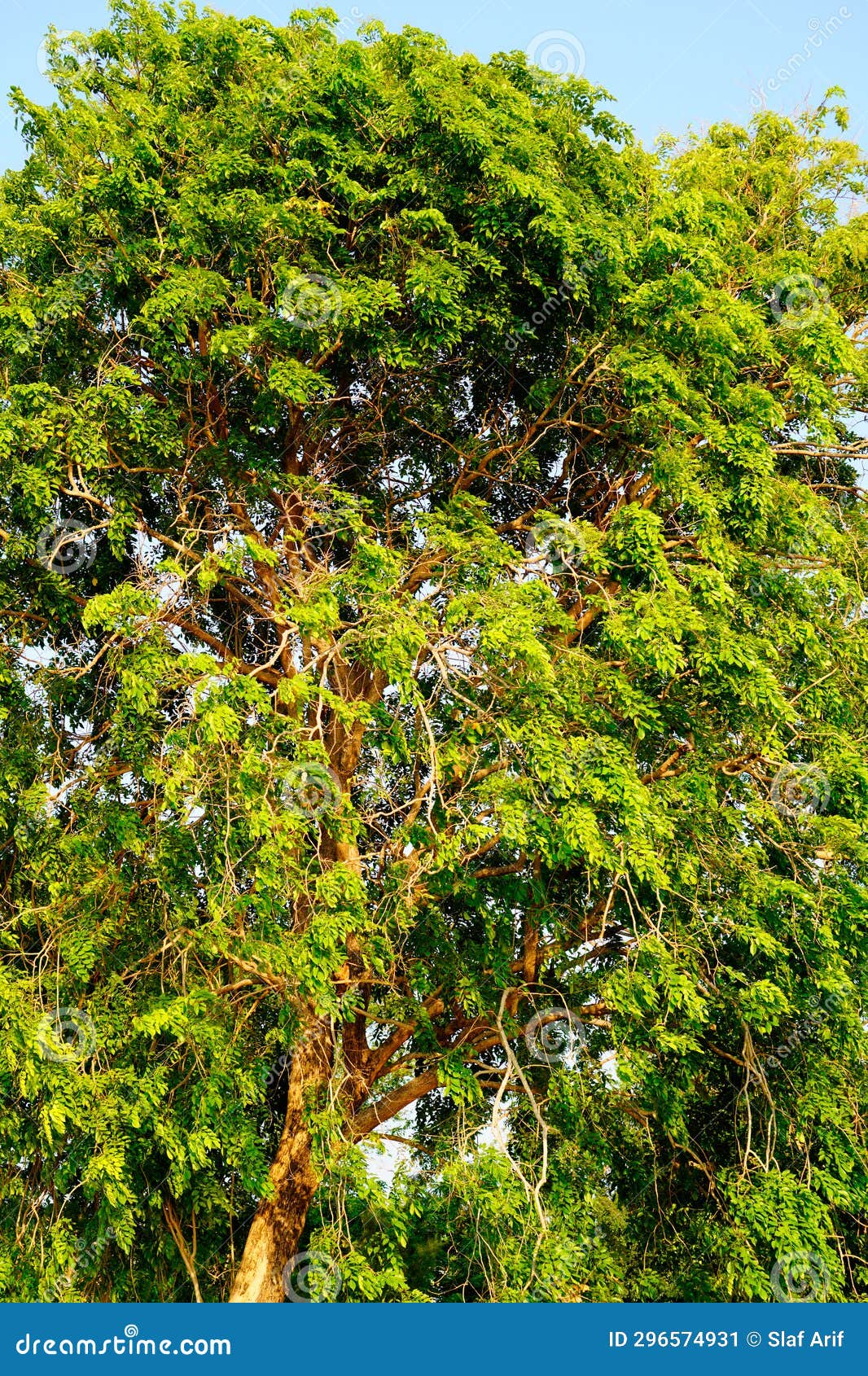 Bottom View of a Big Tree Facing the Sky. Stock Image - Image of branch ...