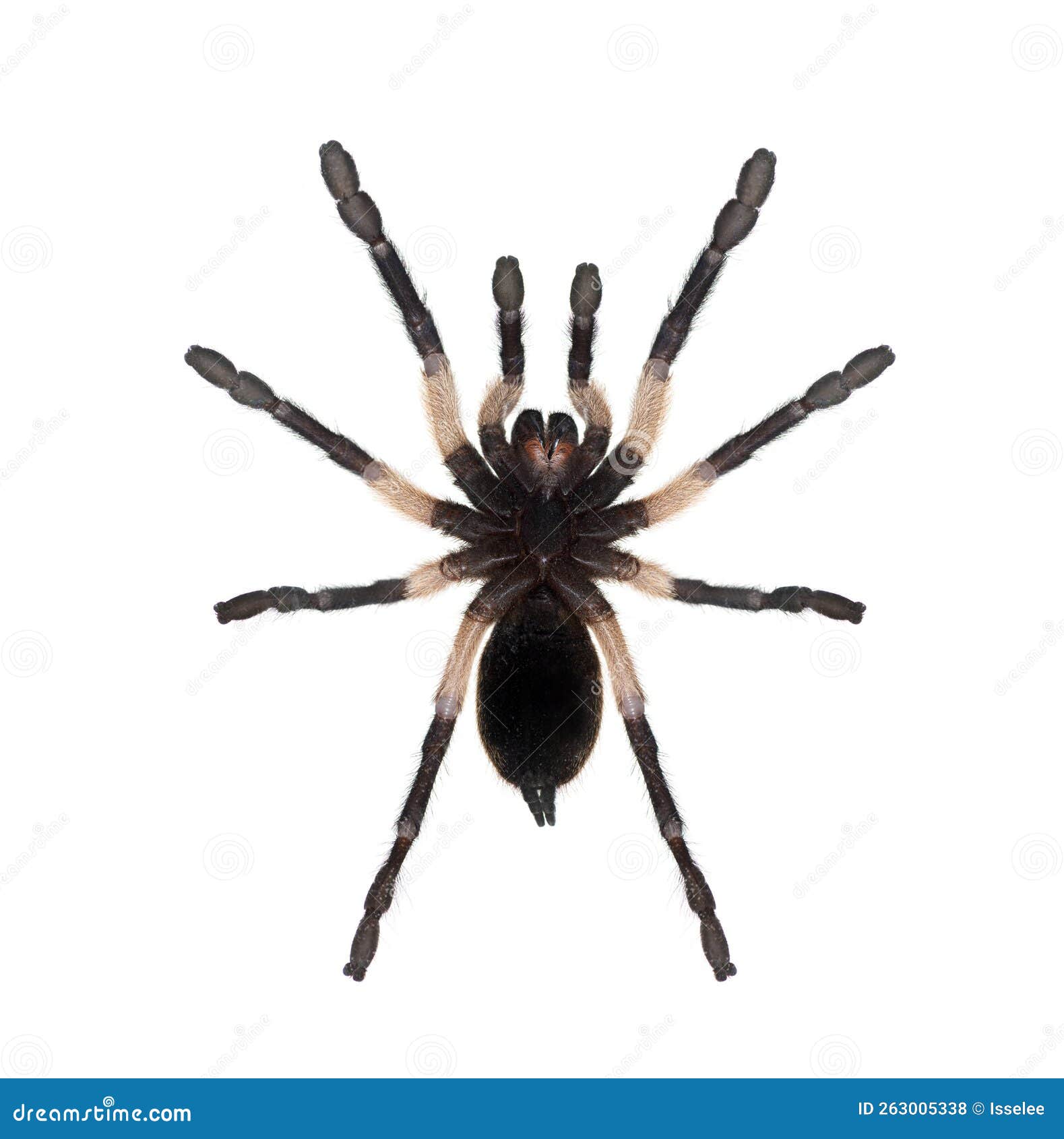 Bottom View of a Blue Baboon Tarantula, Monocentropus Balfouri ...