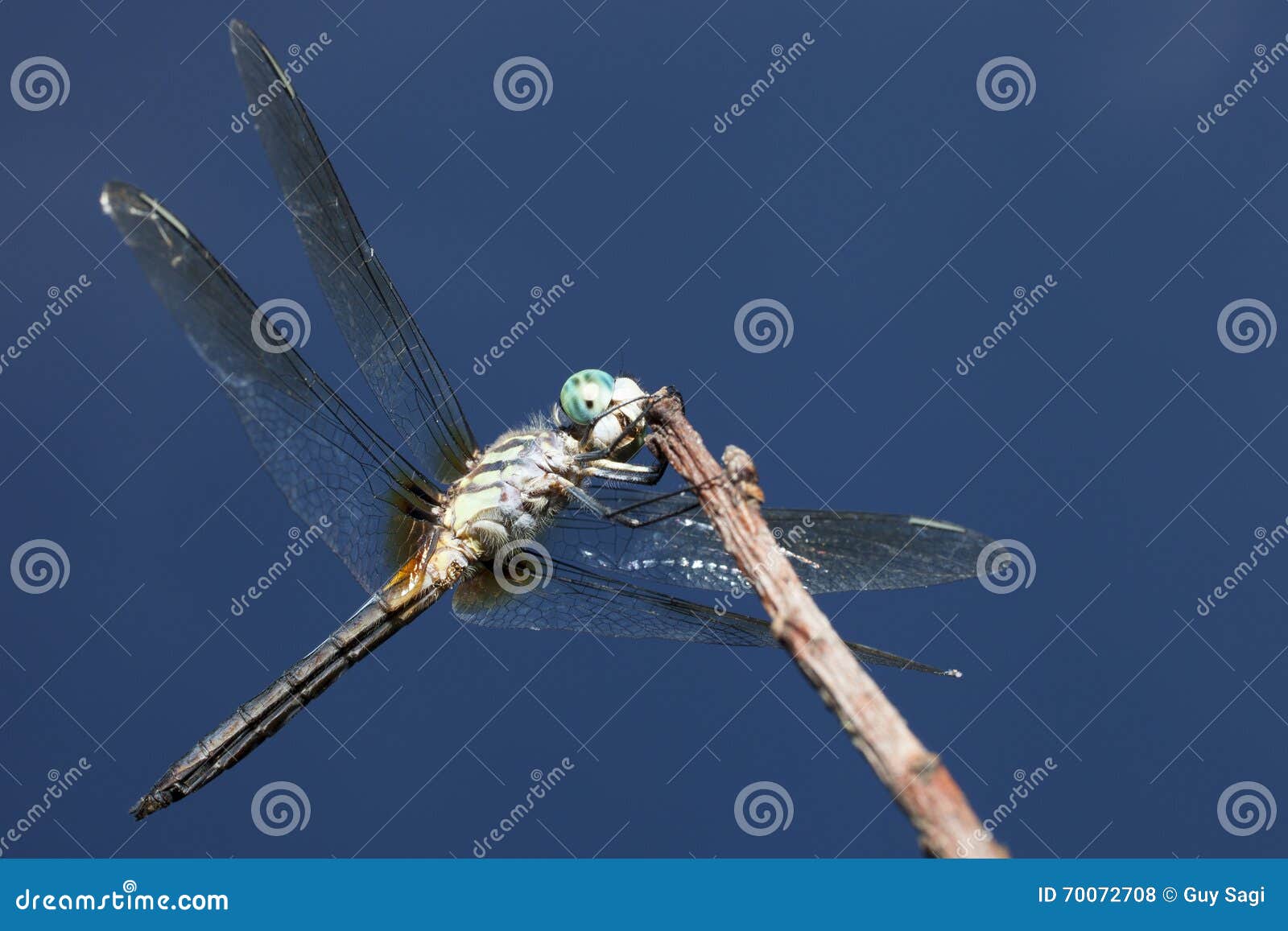 Bottom view stock photo. Image of grey, eyes, wood, white - 70072708