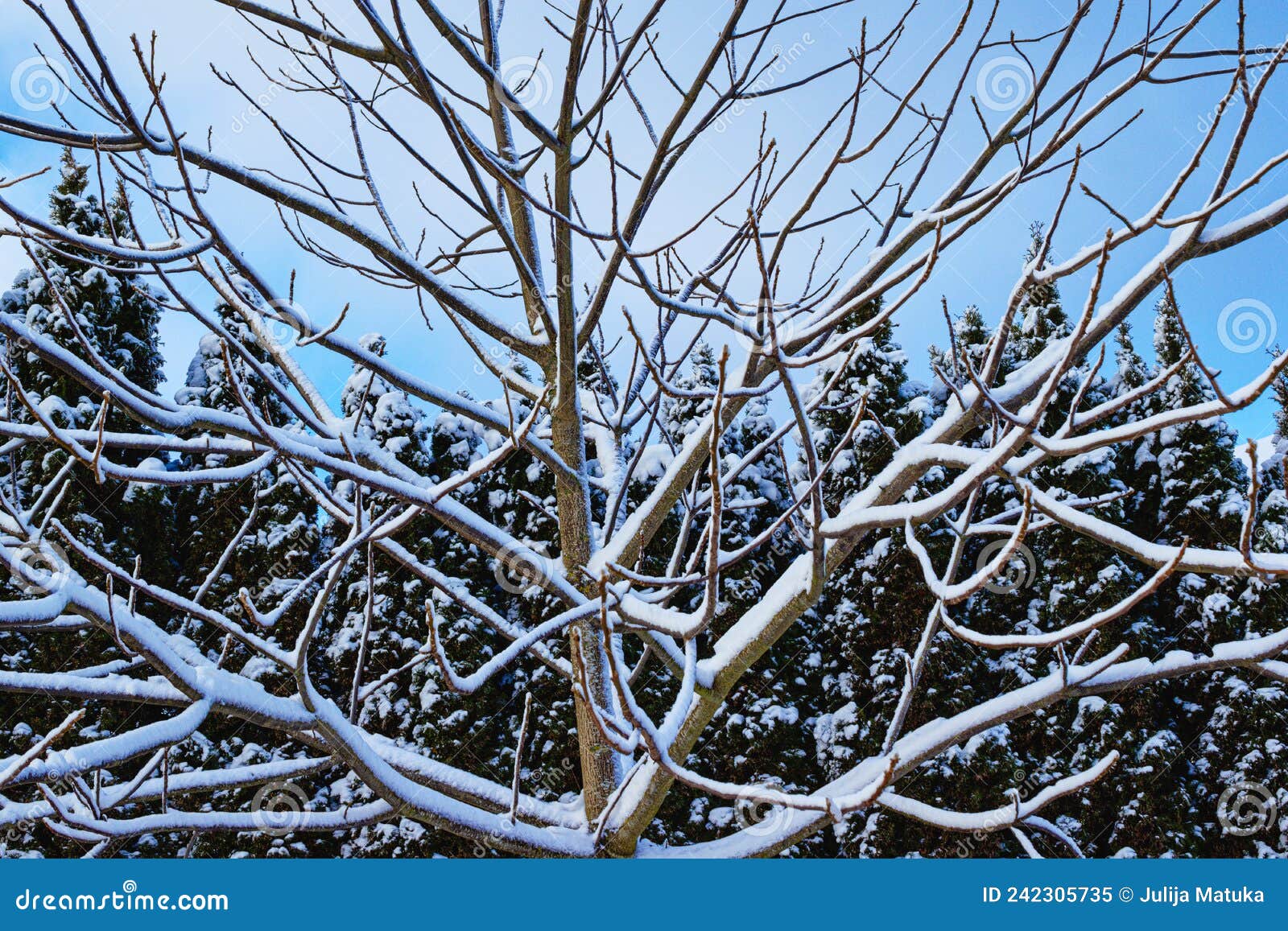 Bottom View of the Blue Sky and Tree Branches in the Snow. Winter View ...