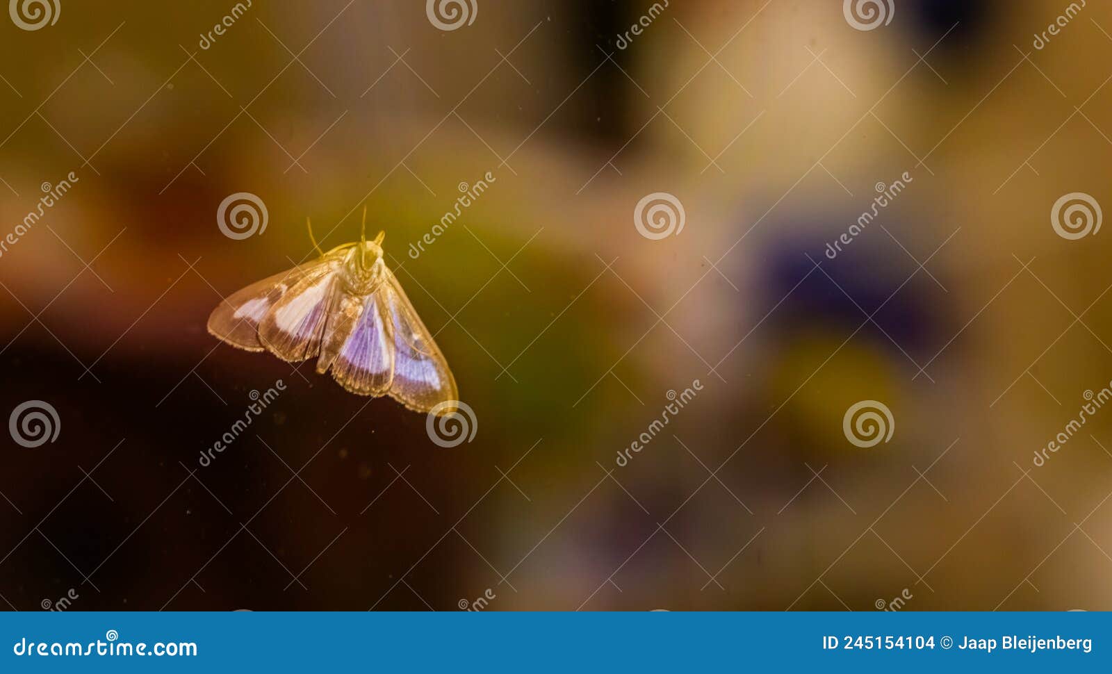 Bottom View of a Box Tree Moth, Common and Invasive Insect in Europe ...
