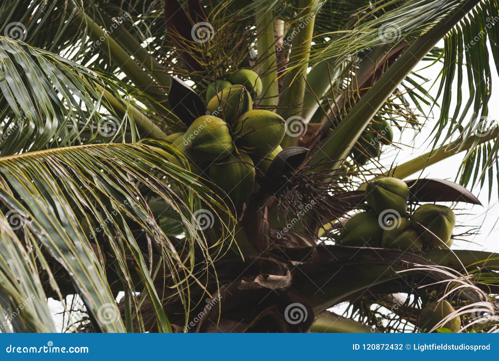 Bottom View of Branch of Fresh Green Coconuts Growing Stock Photo ...