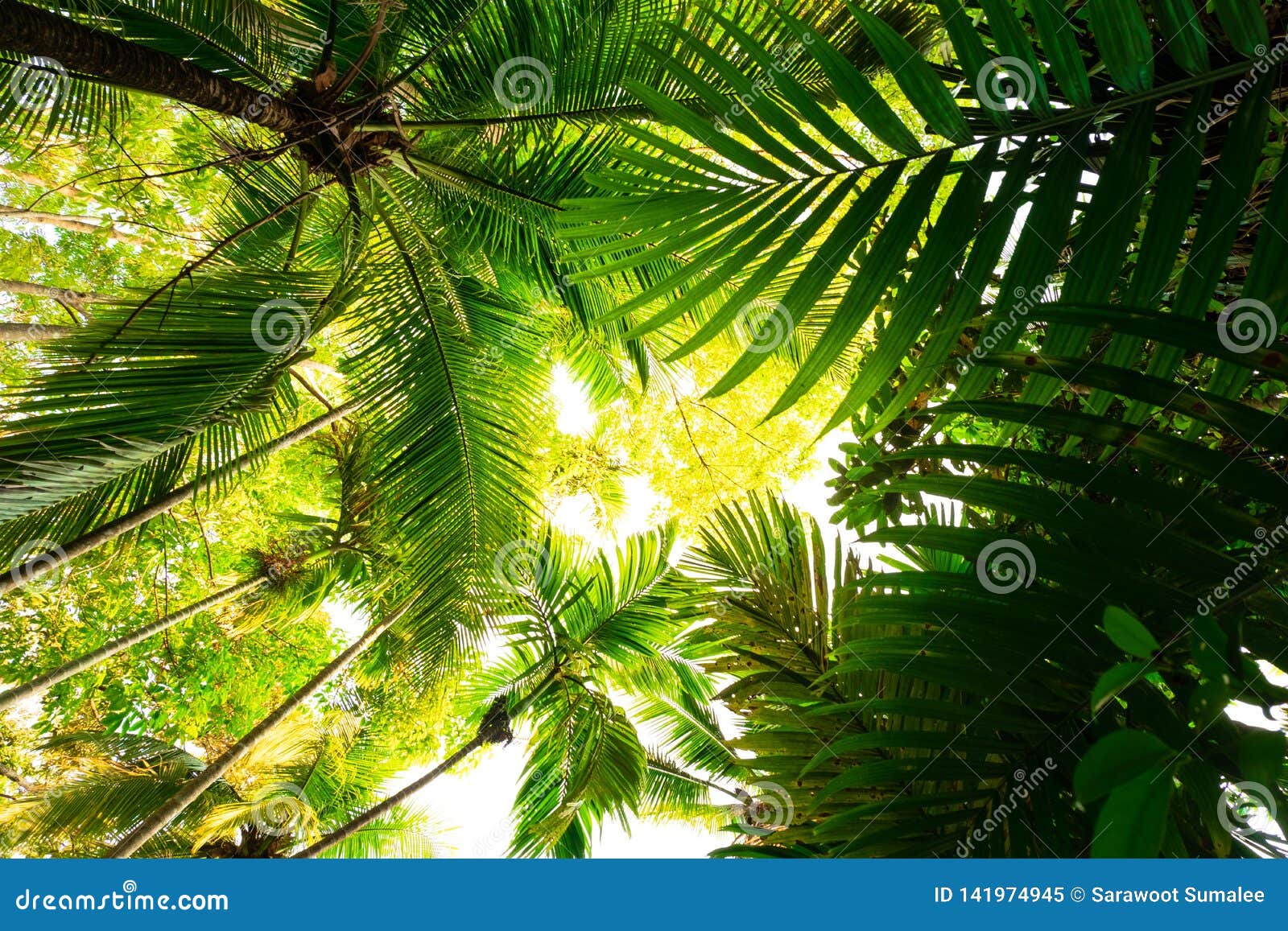 Bottom View of Branch Tree and Leaf There is Lighting Hit Upper Leaves ...