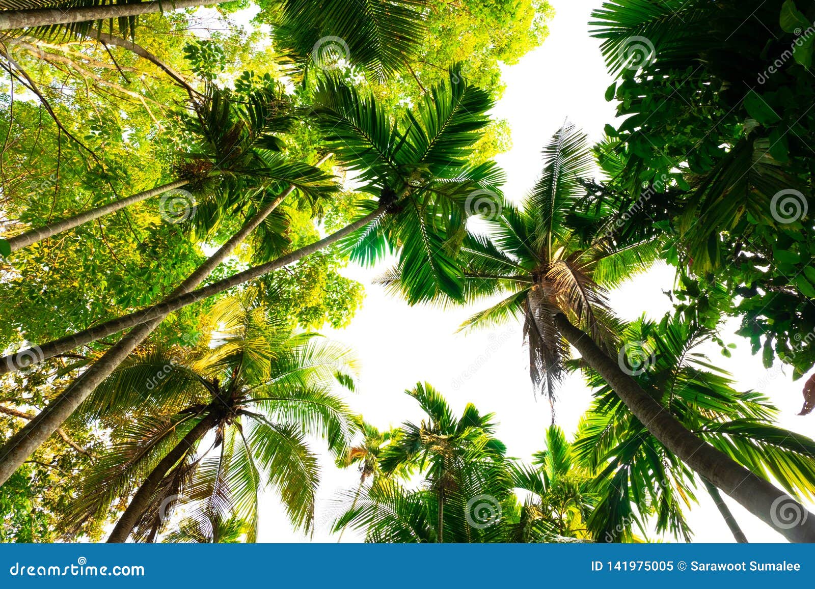 Bottom View of Branch Tree and Leaf There is Lighting Hit Upper Leaves ...