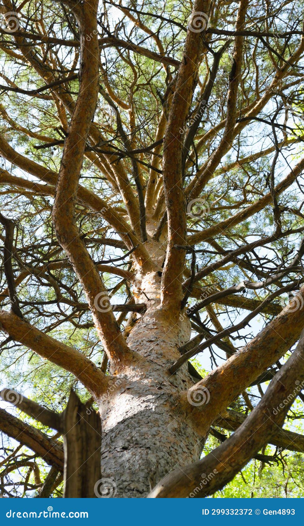 Bottom View of the Branched Trunk of a Pine Tree Stock Photo - Image of ...