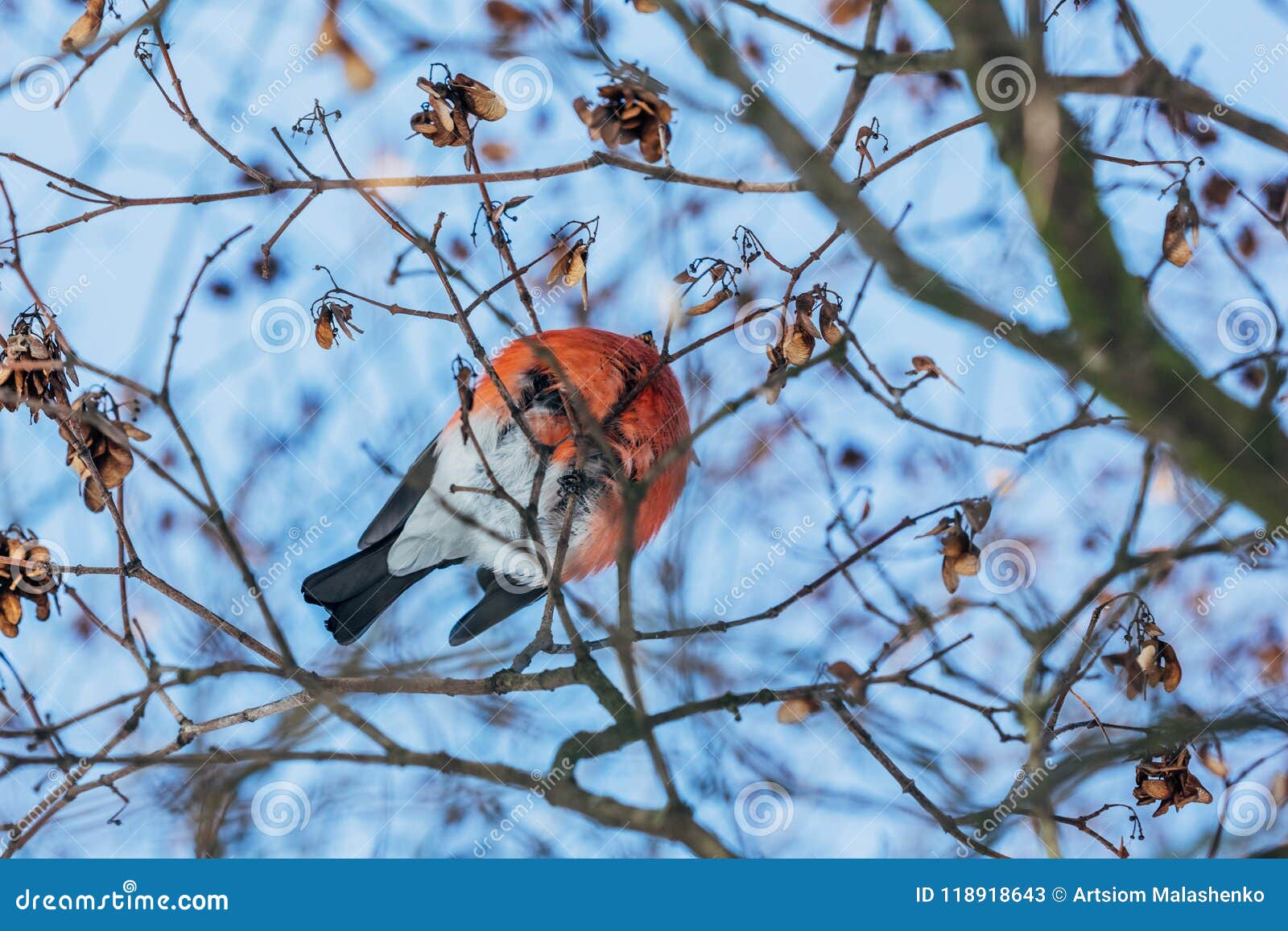 Bottom View Bullfinch Bird on Branches Stock Image - Image of animal ...