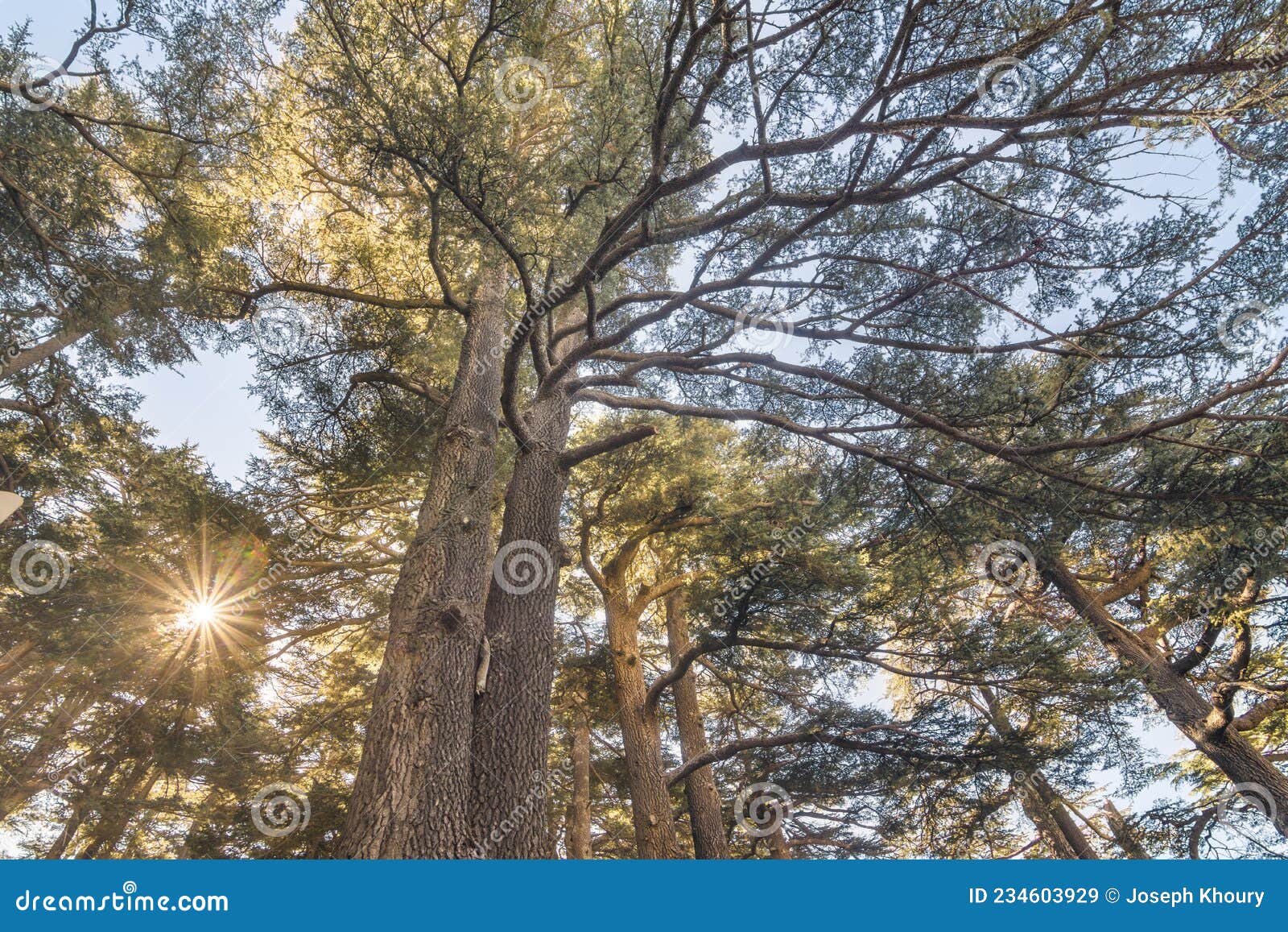 Bottom View of Cedrus Libani Trees in Cedars of God Forest with Sun ...