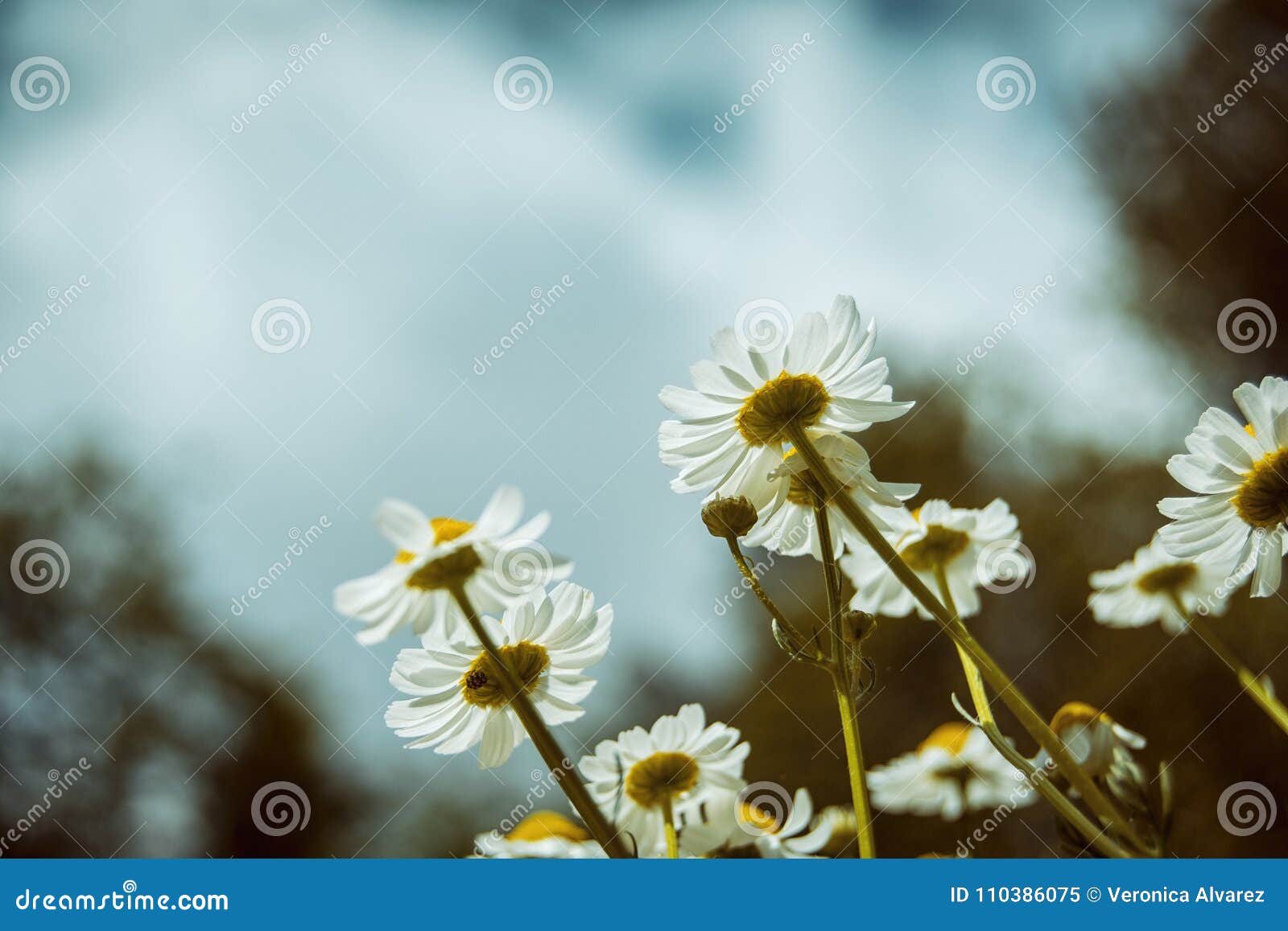 Bottom View of Chamomile Flowers Stock Image - Image of close ...