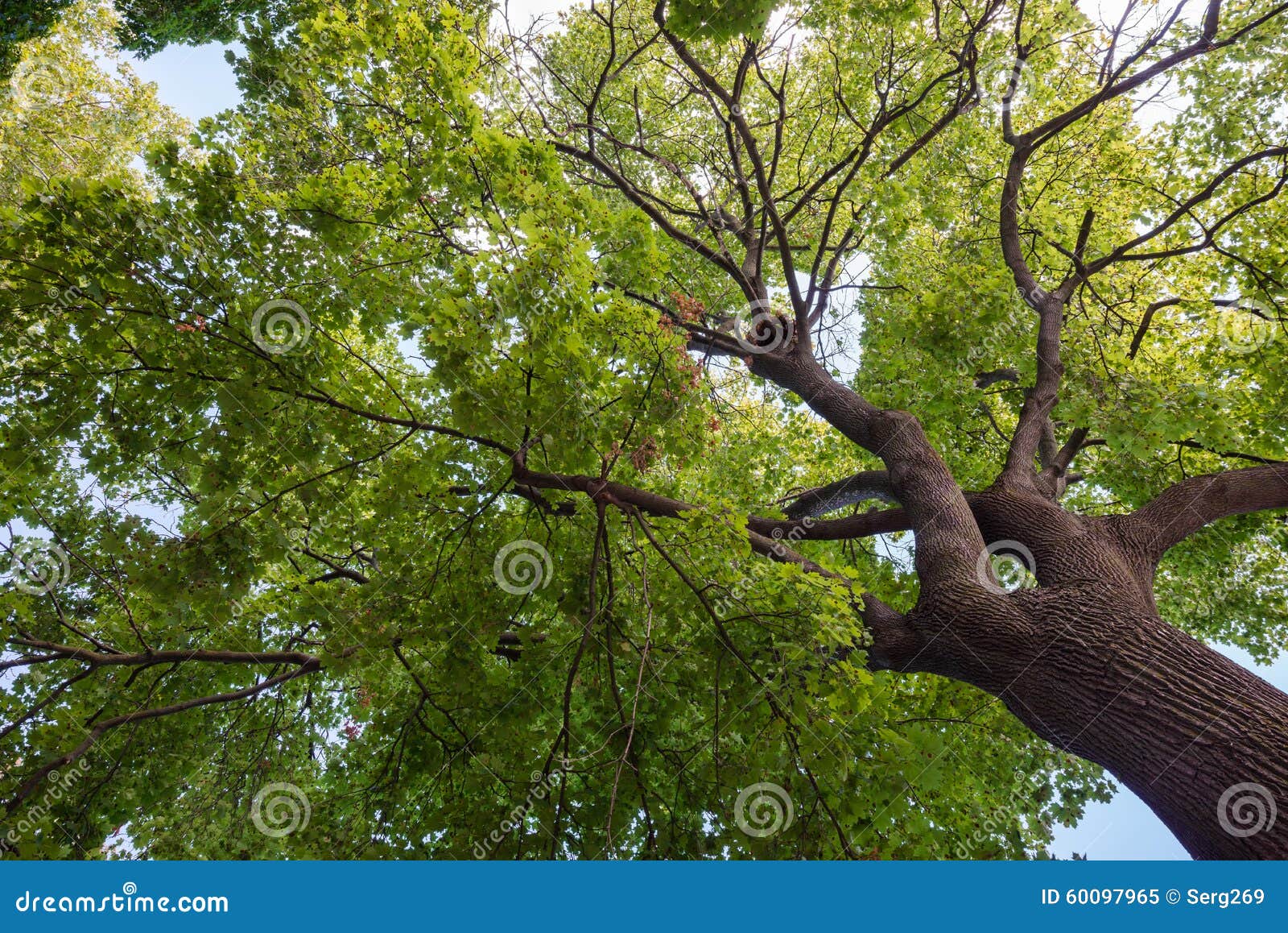Bottom View of a Crown of a Huge Green Tree Stock Image - Image of ...