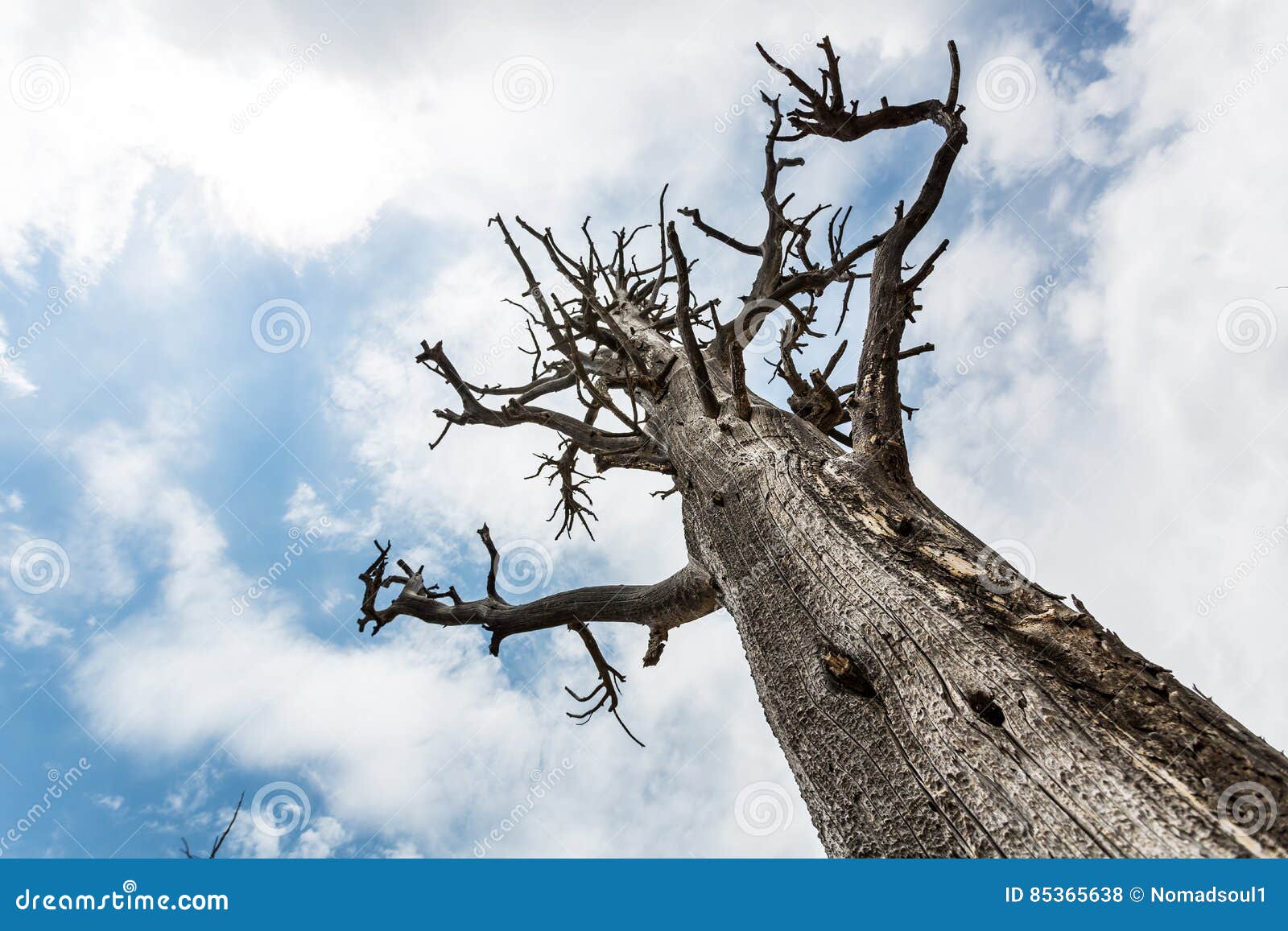 Bottom view on dead tree. stock photo. Image of rock - 85365638