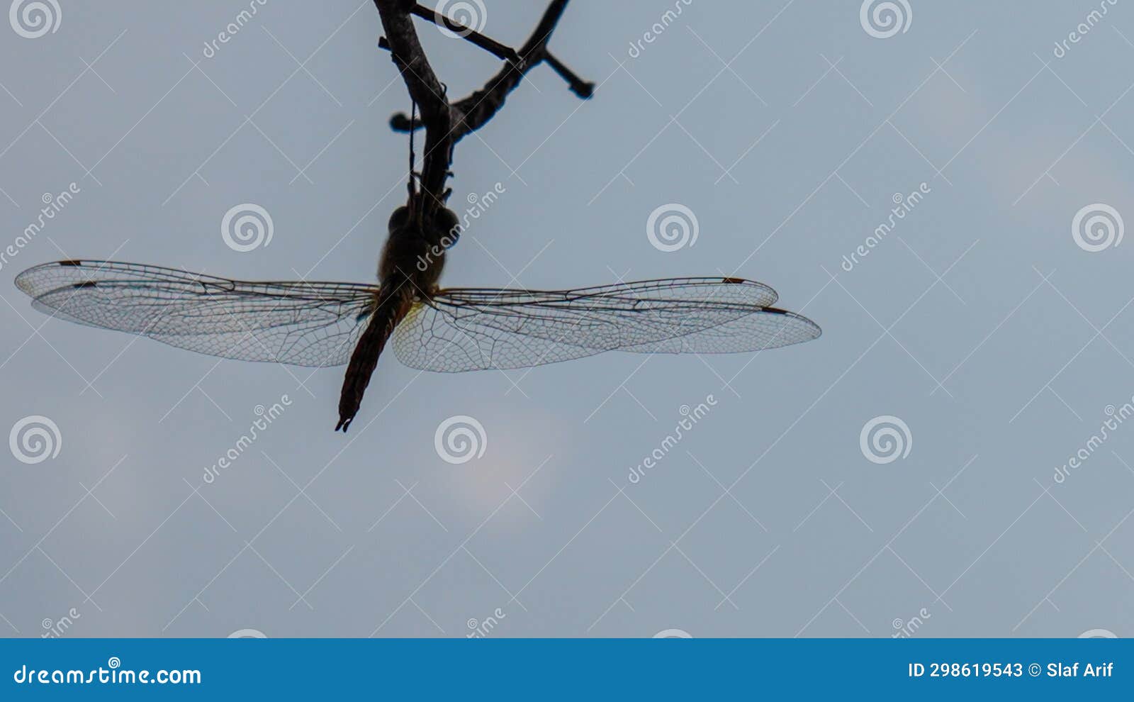 Bottom View of a Dragonfly Perched on a Branch Stock Illustration ...