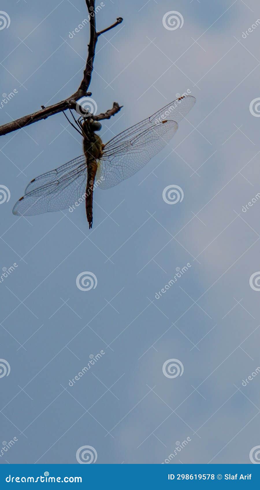 Bottom View of a Dragonfly Perched on a Branch Stock Photo - Image of ...